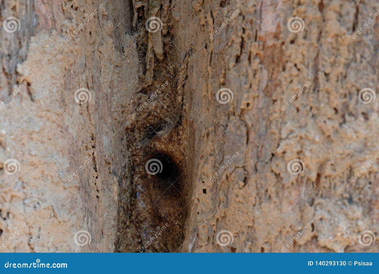 Stingless Bee Hive in Tree. Insect Nest Stock Photo - Image of wild ...