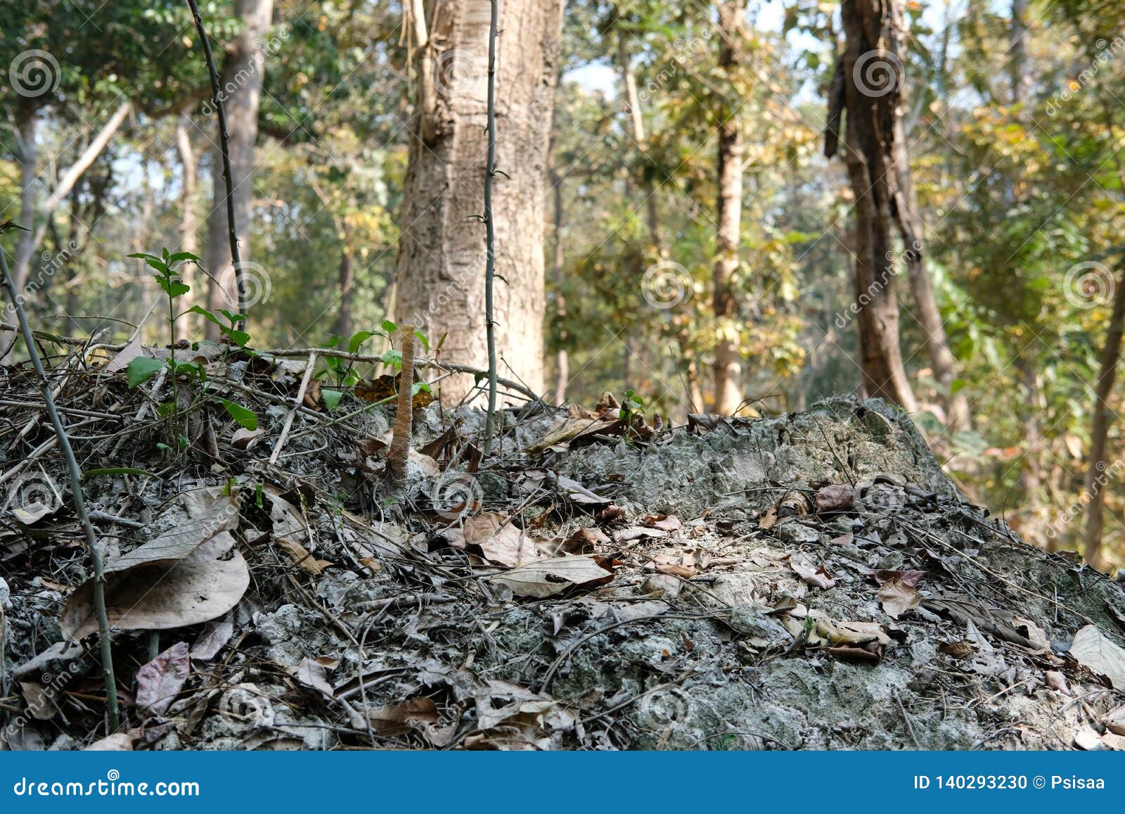 Stingless Bee Hive in Tree. Insect Nest Stock Photo - Image of hive ...