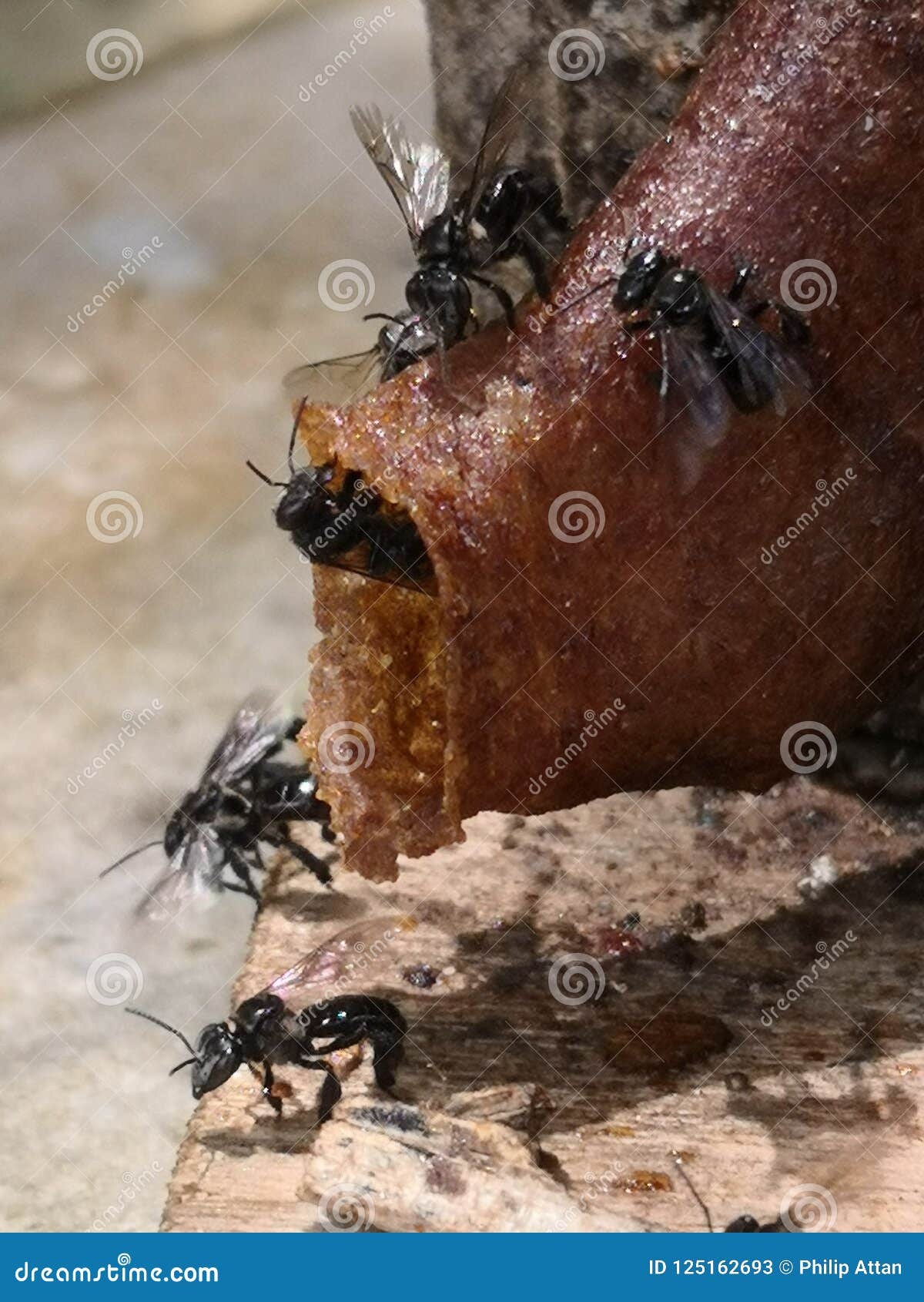 Stingless Honey Bees stock image. Image of bees, cultivated - 125162693