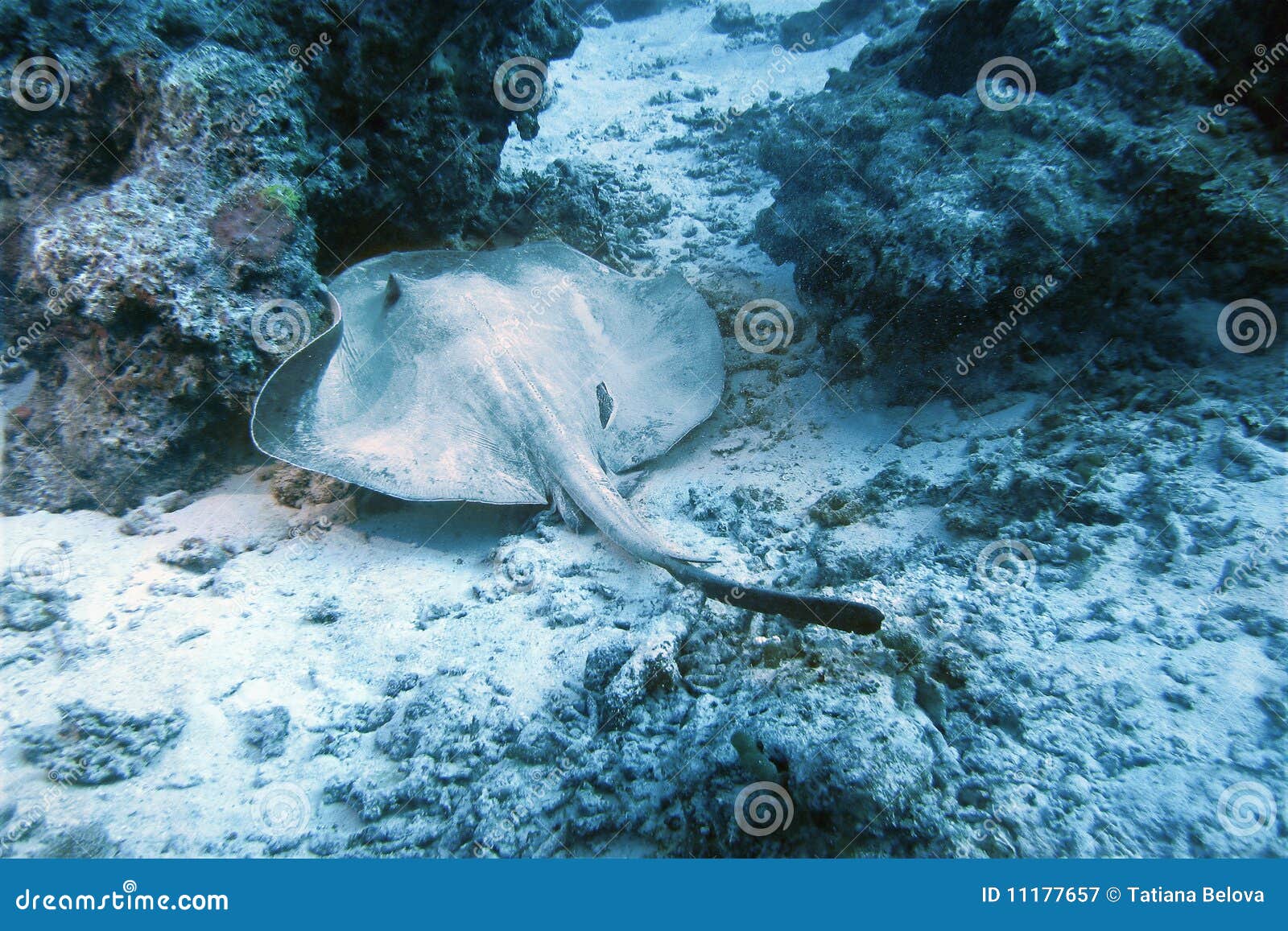 Stingray stock image. Image of water, spotted, copy, wildlife - 11177657