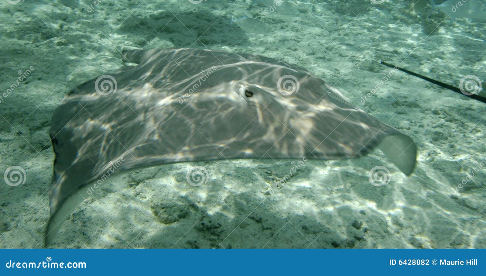 Stingray stock photo. Image of polynesie, beautiful, predatory - 6428082