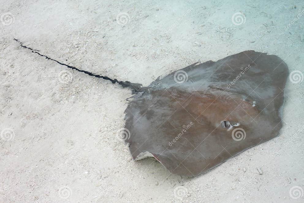 Stingray stock photo. Image of sting, life, marine, stinging - 9069224