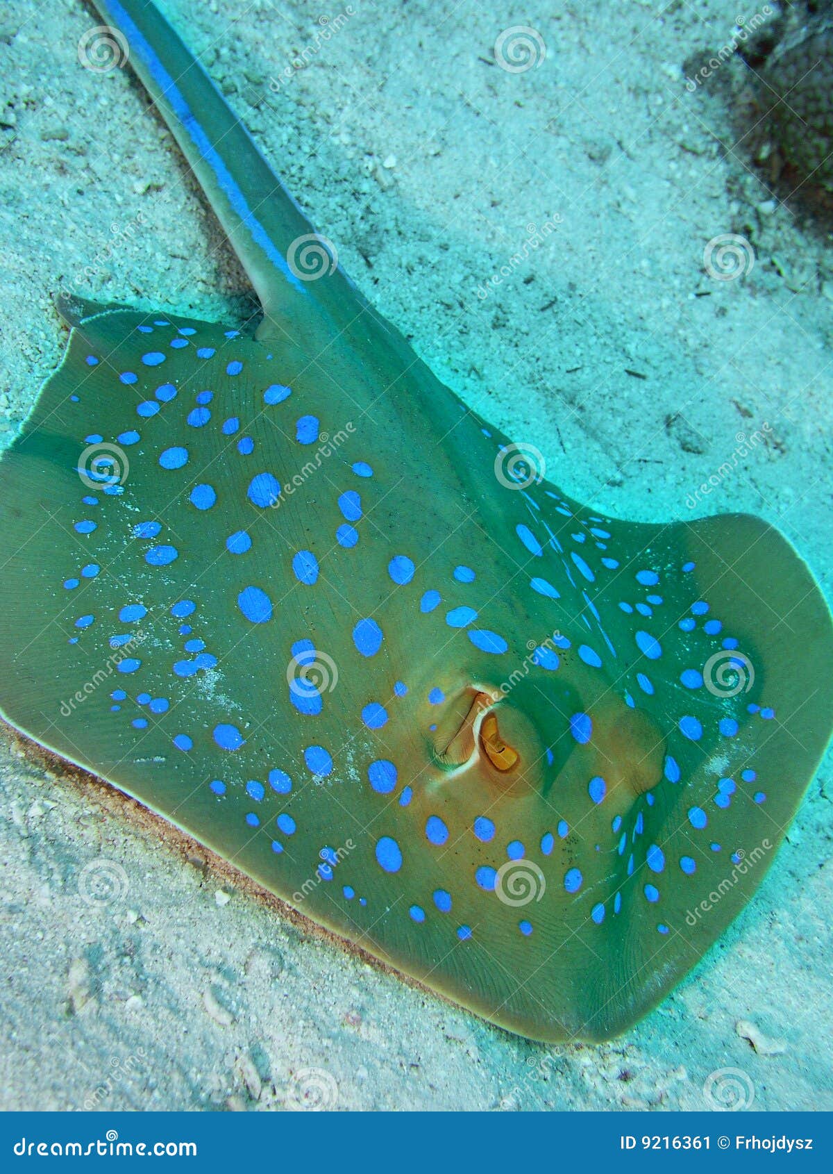 Stingray stock image. Image of background, maldives, nature - 9216361