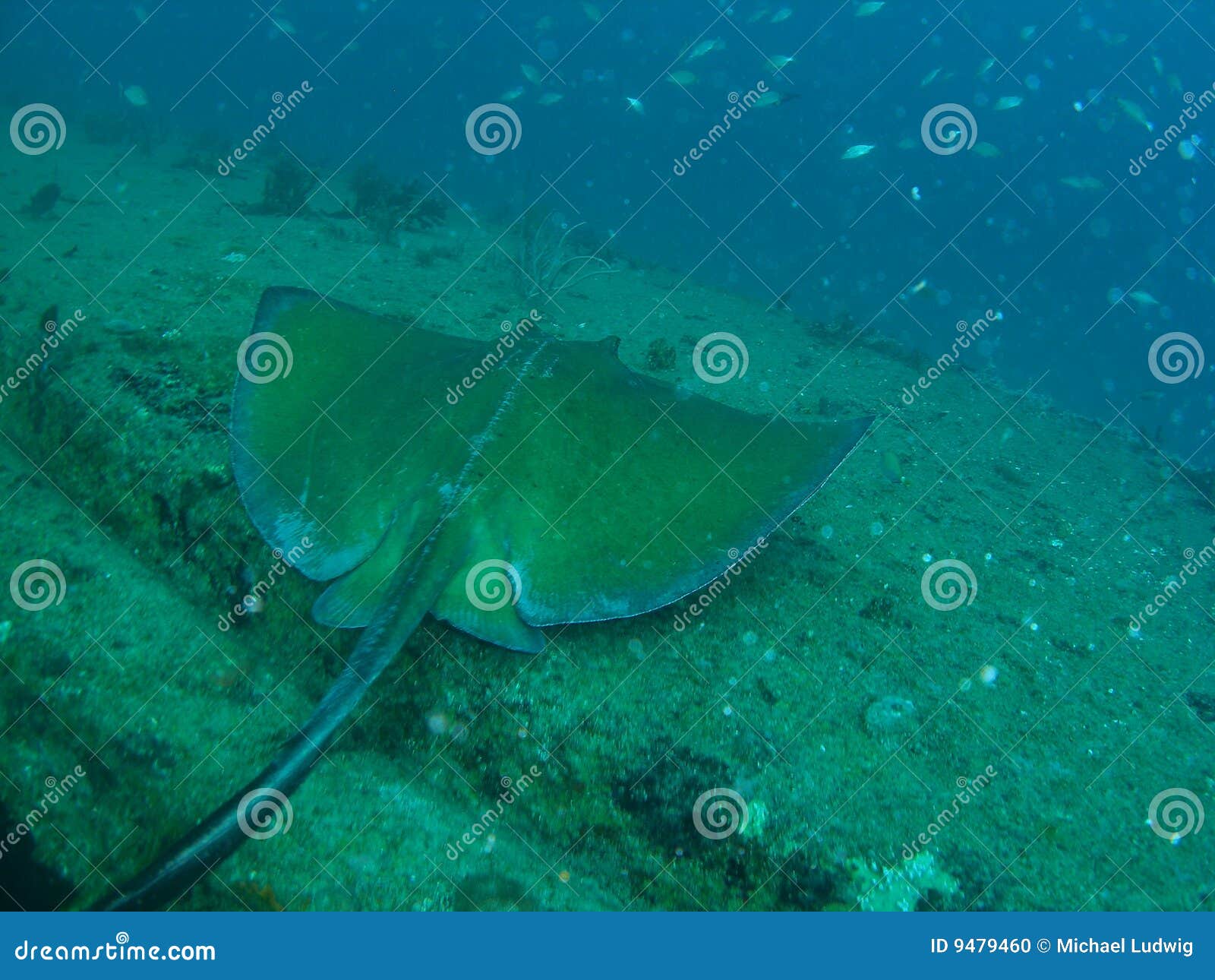 Stingray stock photo. Image of adventure, aqua, beach - 9479460