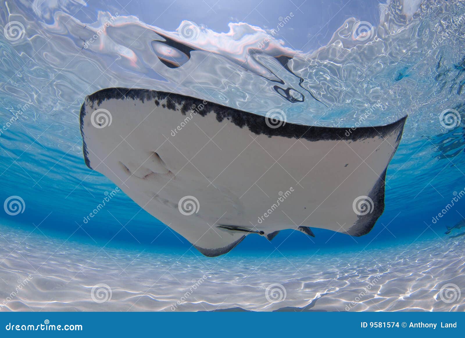 Stingray stock photo. Image of sand, grand, southern, stingray - 9581574