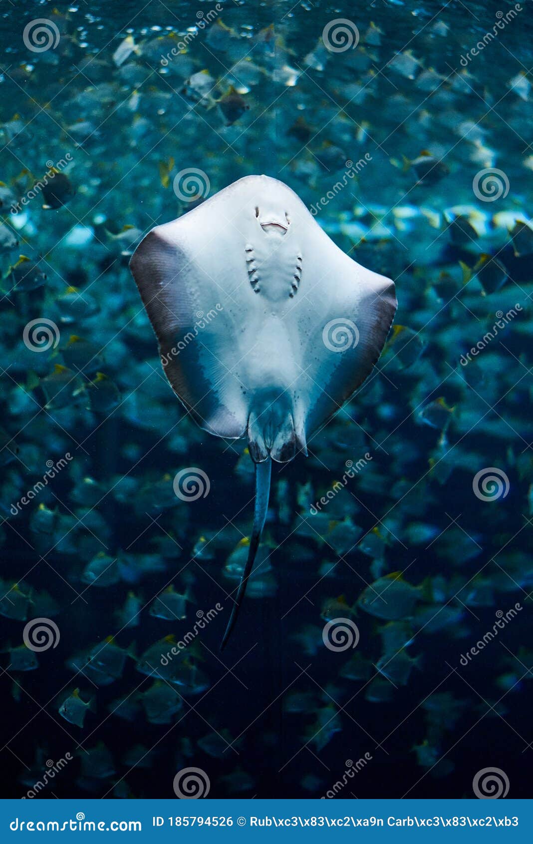 Stingray from Above Swimming within a School of Fish Stock Photo ...