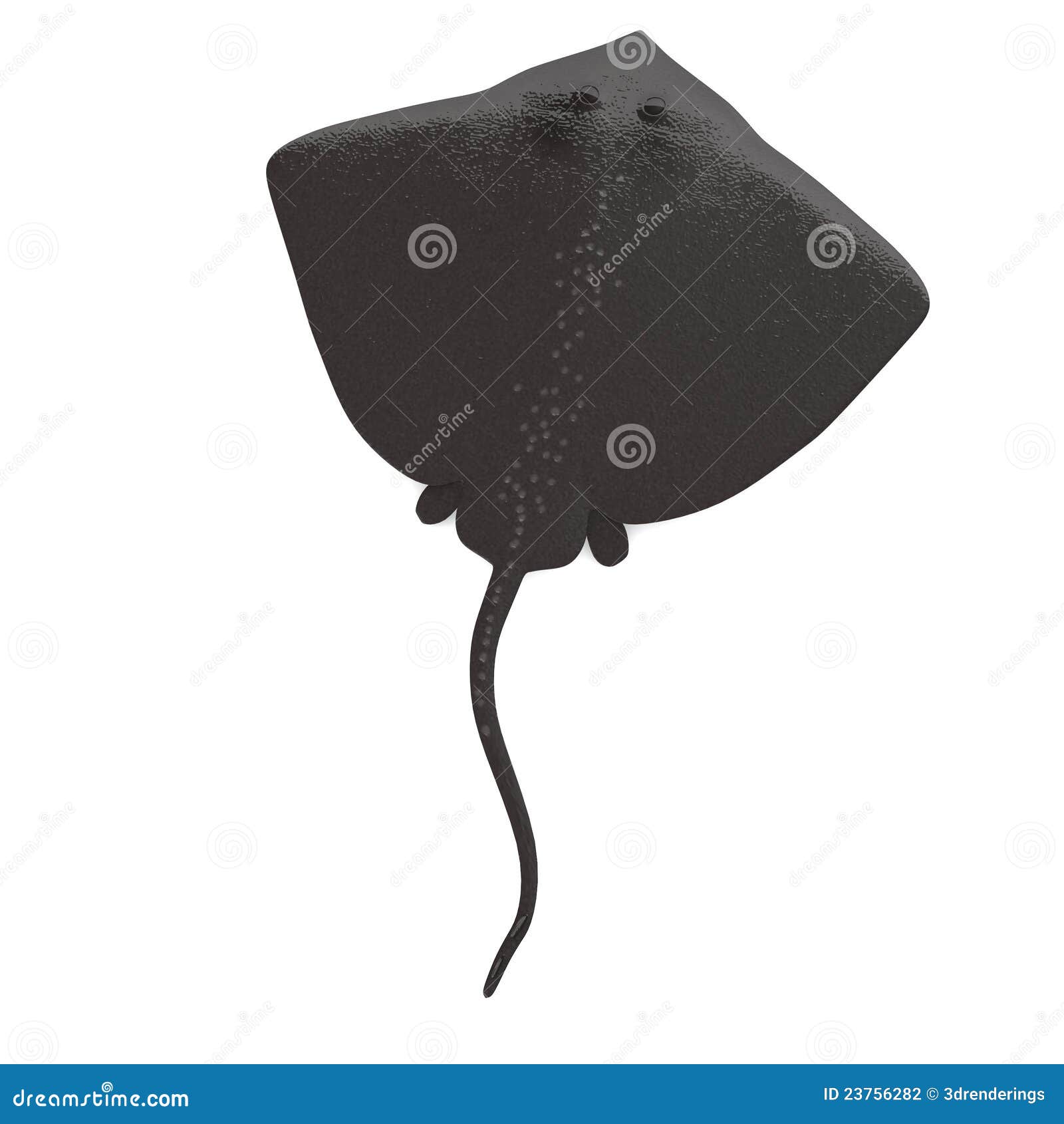 Batis Clipart And Illustrations