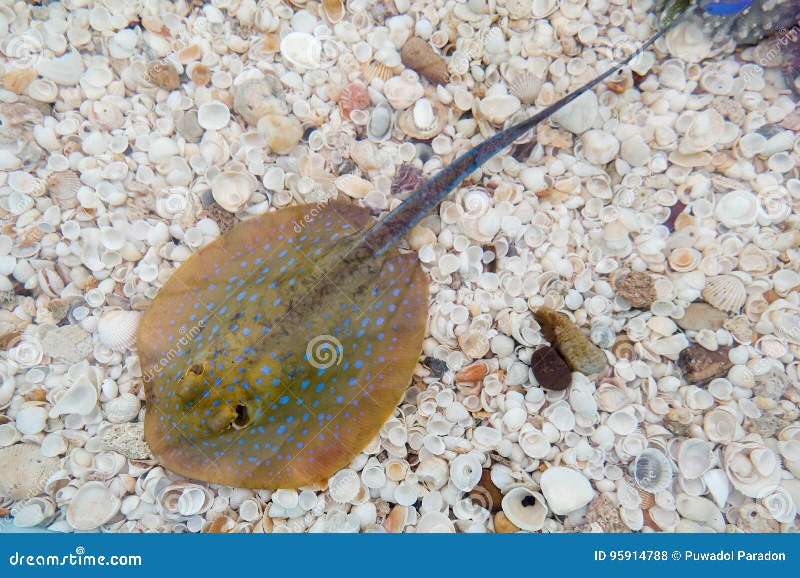 Stingray in Aquarium - Top View Stock Photo - Image of nature, eagle ...