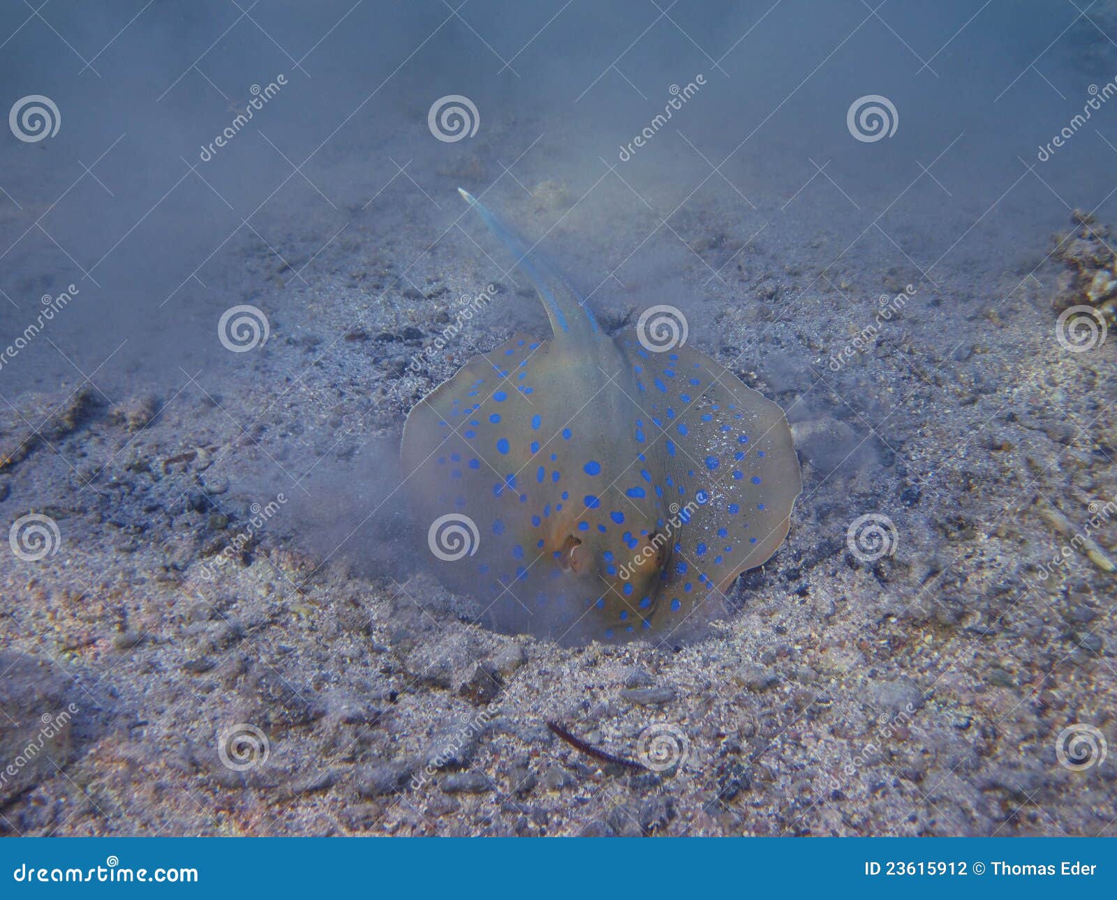 Stingray at the bottom stock photo. Image of marine, nature - 23615912