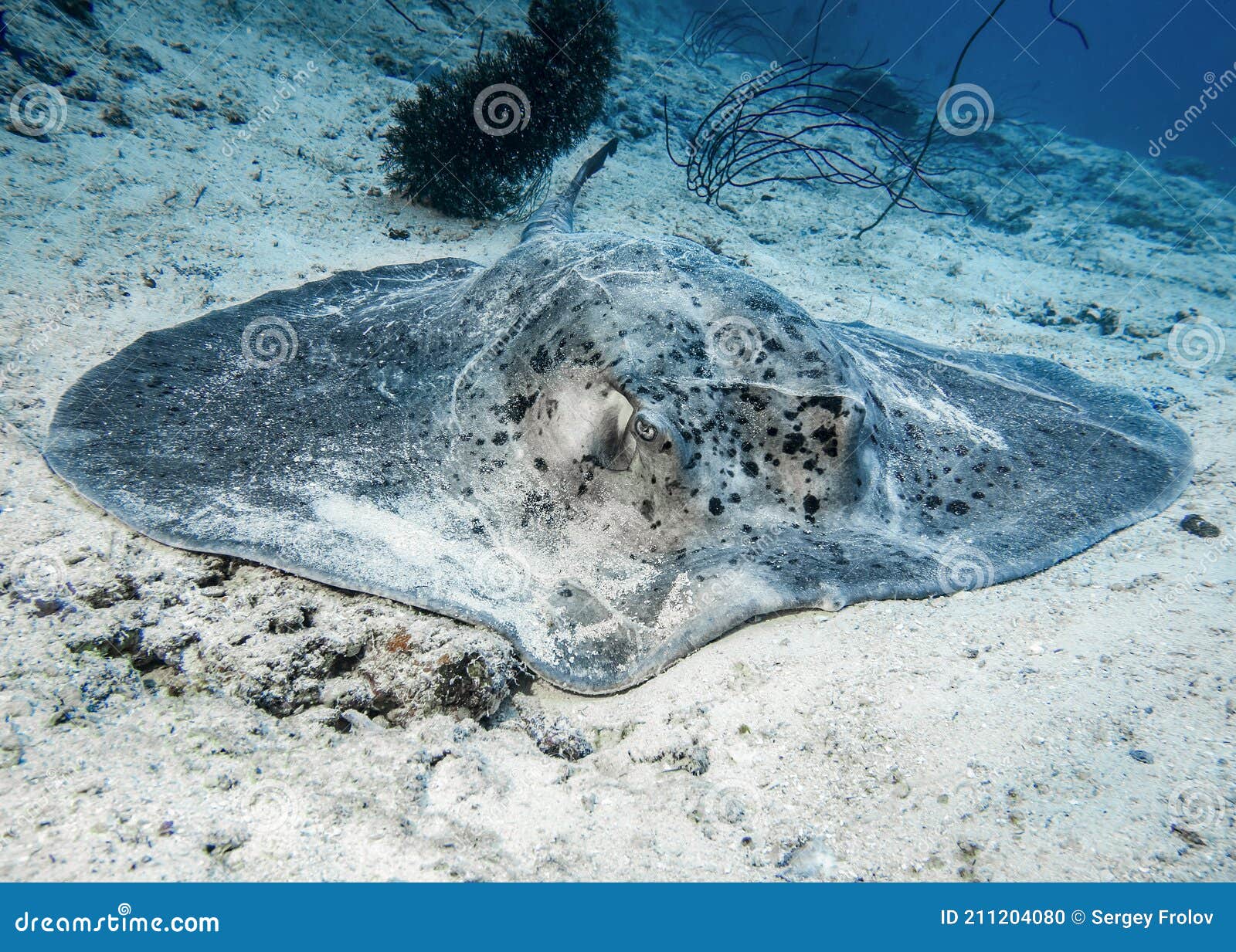 Stingray at the Bottom of the Indian Ocean Stock Photo - Image of ...