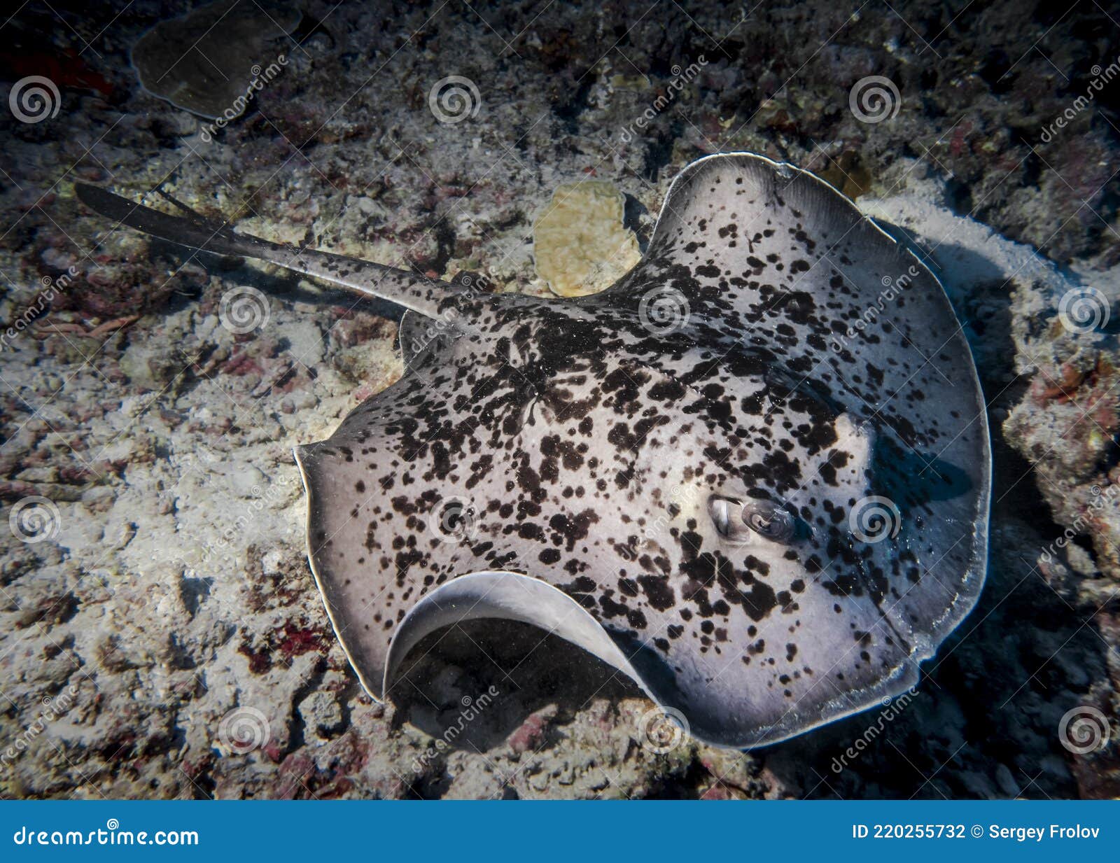 Stingray at the Bottom of the Indian Ocean Stock Photo - Image of ...