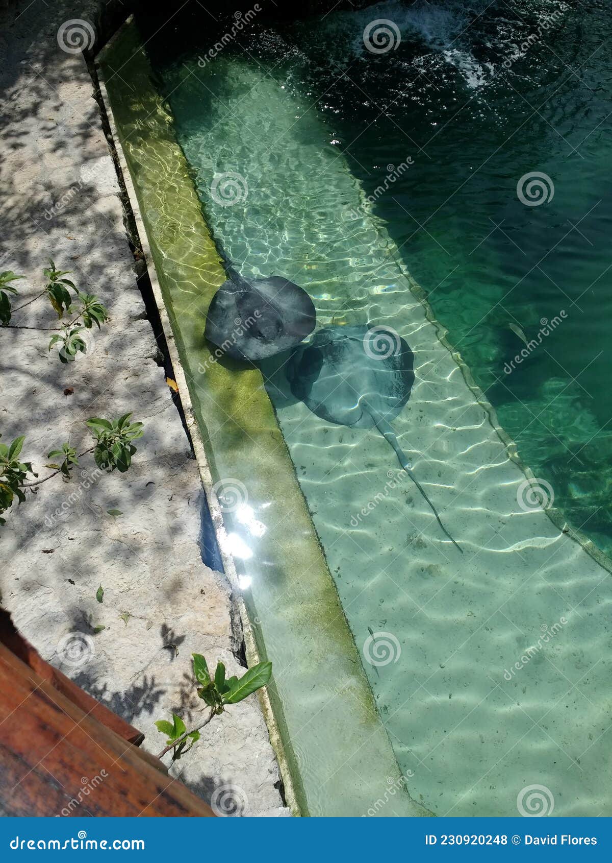 Stingray in cancun mexico stock photo. Image of stingray - 230920248