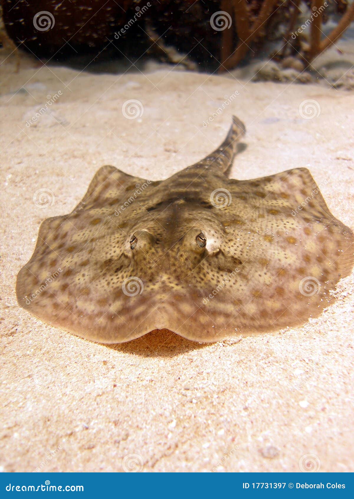 Stingray close up stock image. Image of aquatic, nature - 17731397