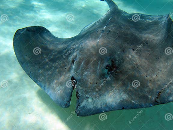 Stingray close up stock photo. Image of ocean, stingrays - 20214456