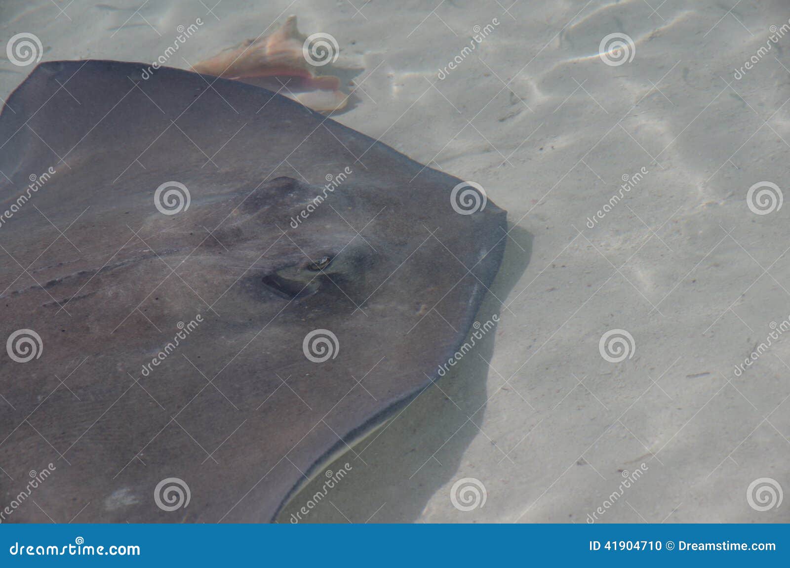 Stingray and Conch Shell stock photo. Image of shallow - 41904710