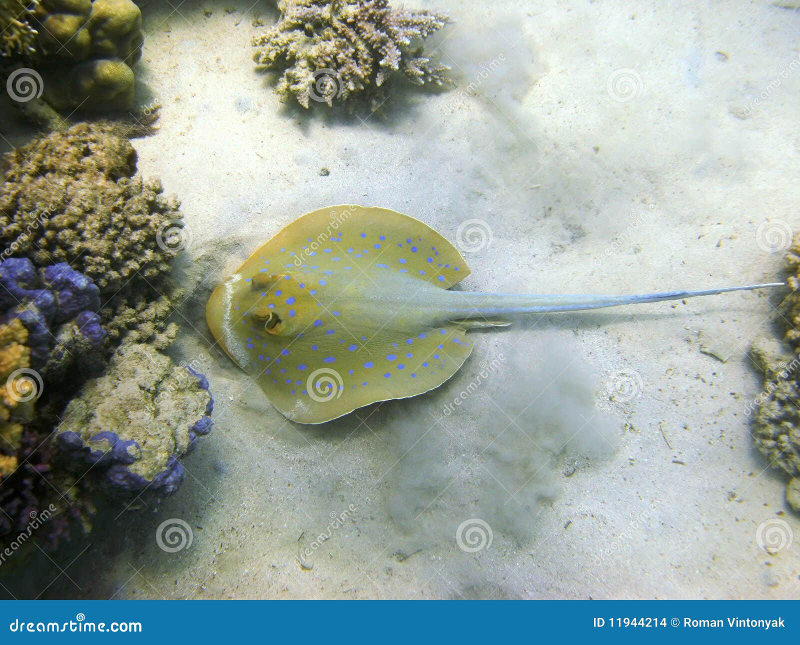 Stingray and coral reef stock photo. Image of animal - 11944214