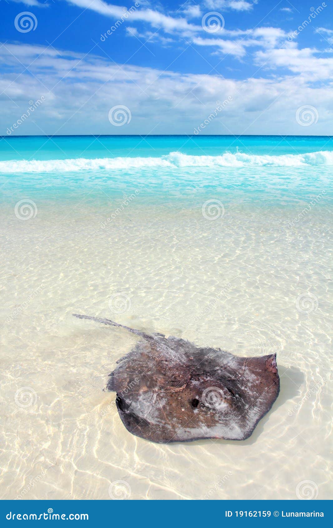 1,053 Stingray Beach Ocean Stock Photos - Free & Royalty-Free Stock ...