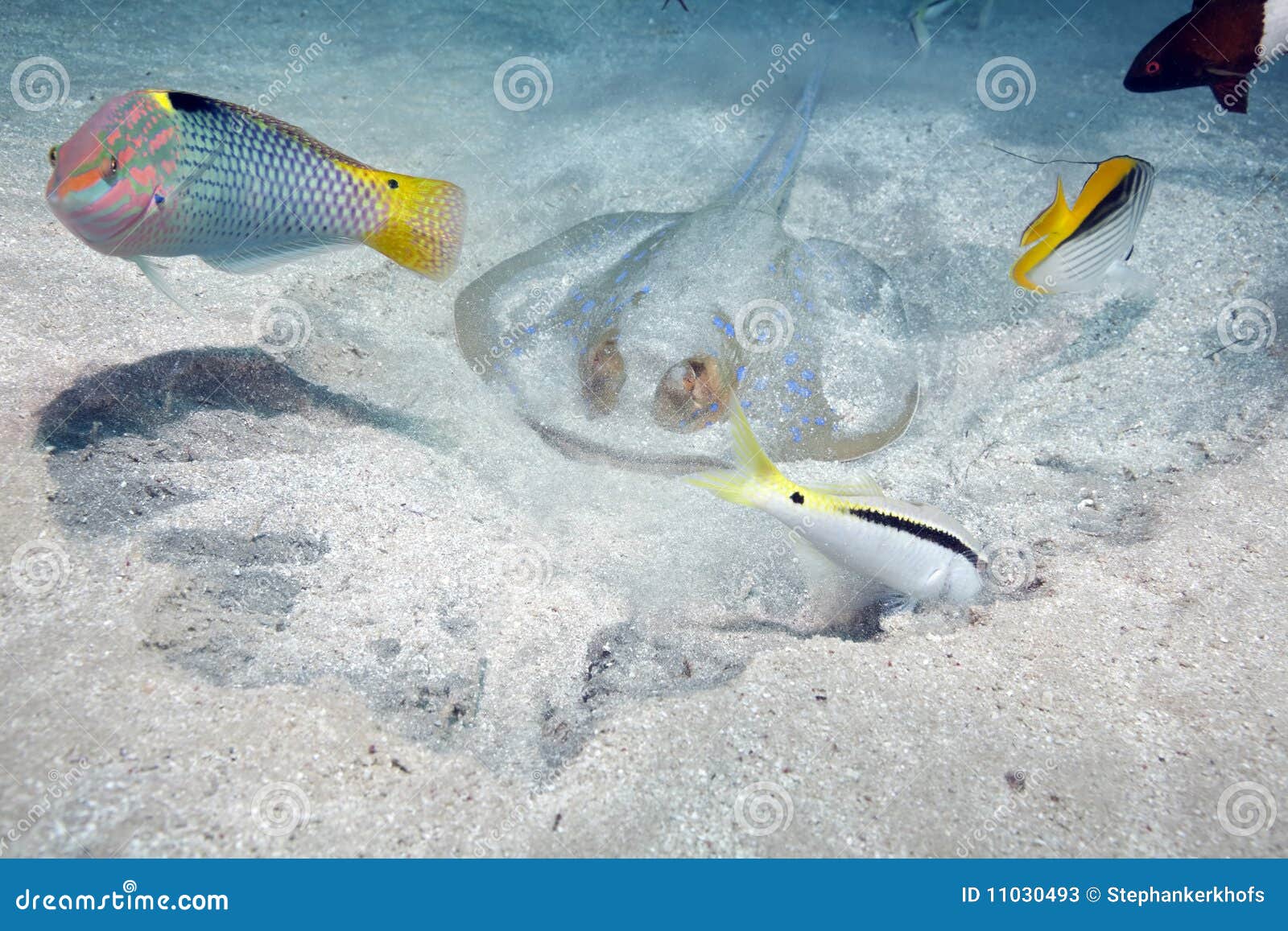 Stingray and fish stock image. Image of deep, exotic - 11030493
