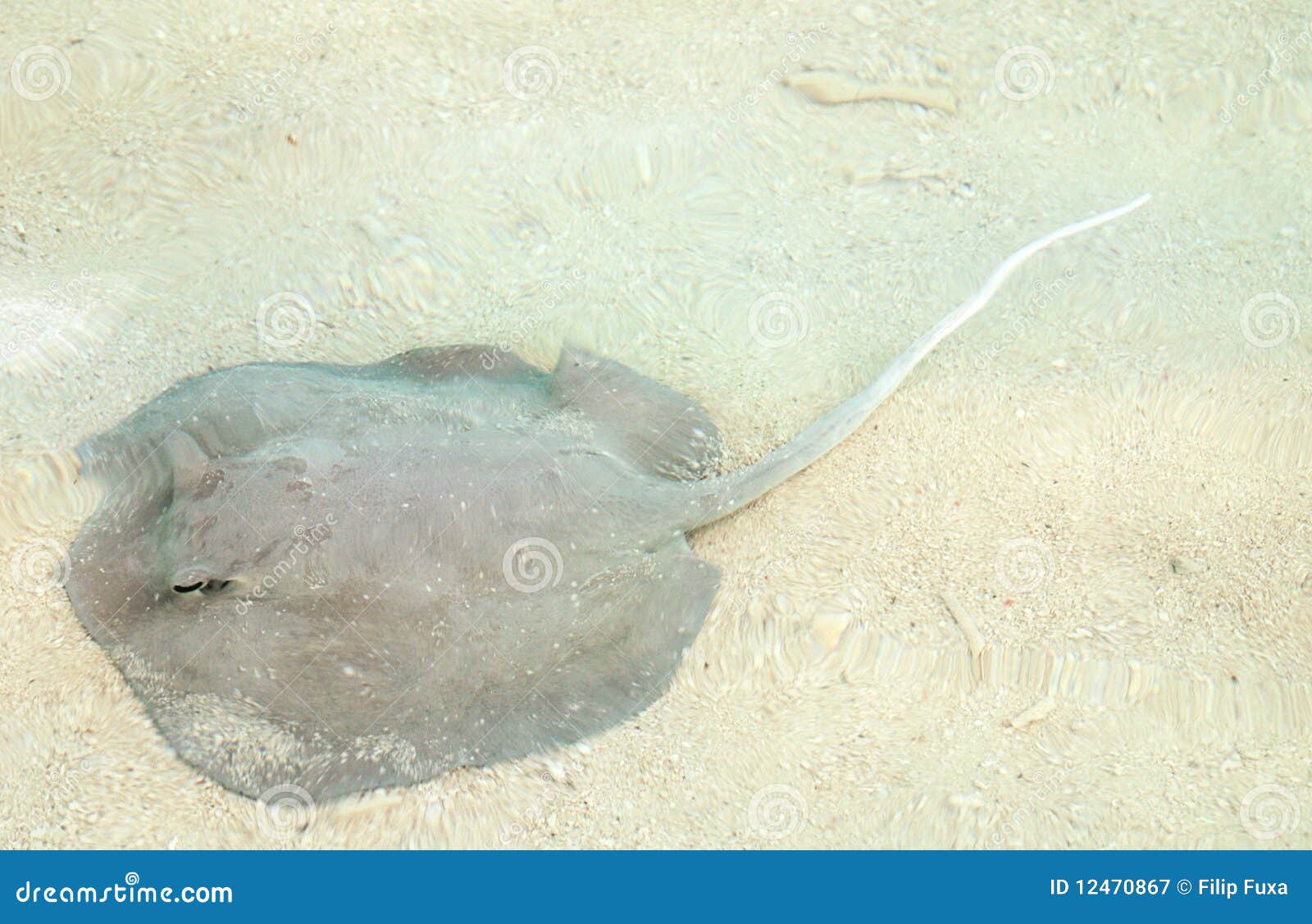 Stingray fish stock image. Image of elasmobranch, sand - 12470867
