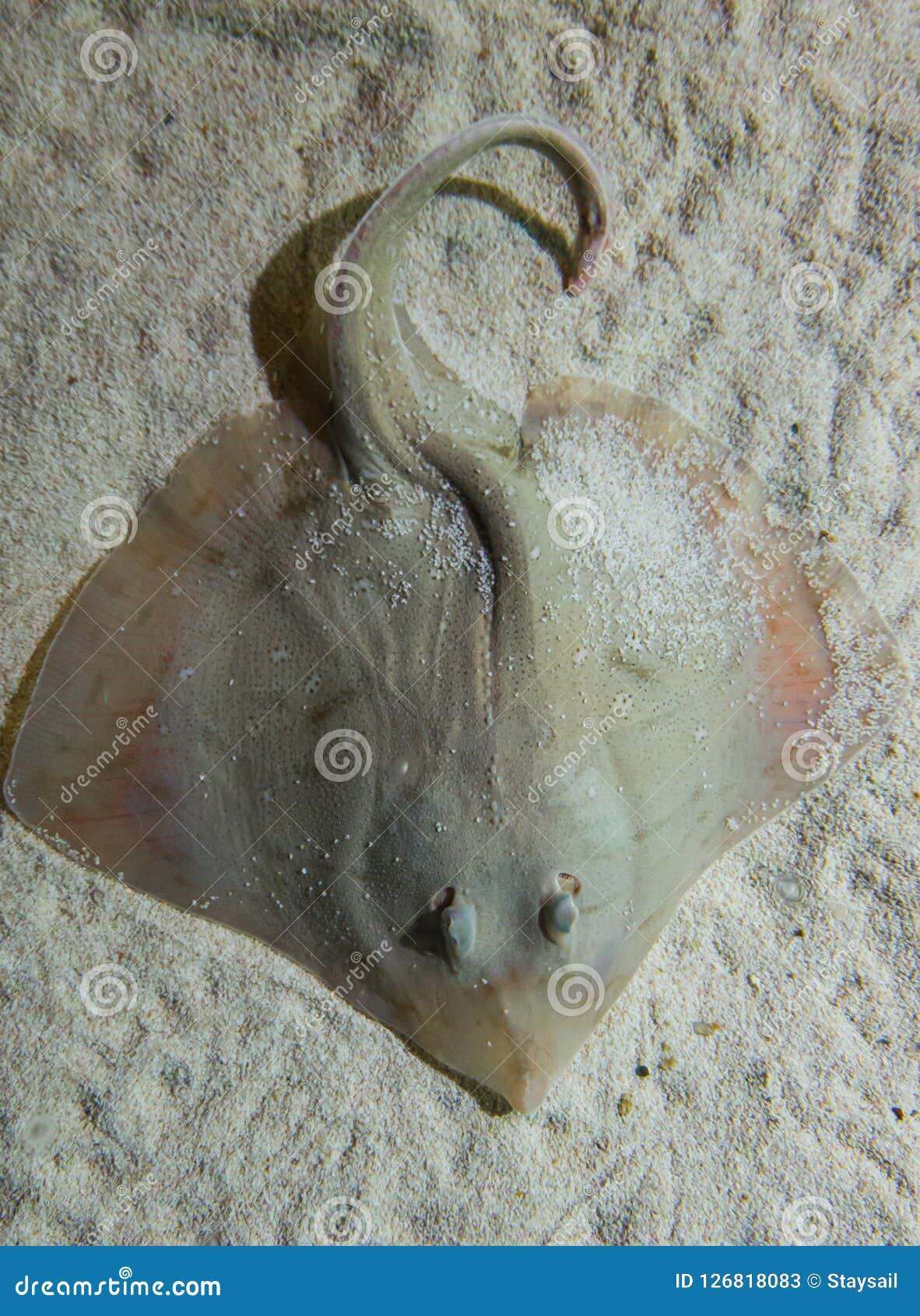 Stingray Fish Disguised As Sandy Bottom Stock Image - Image of ocean ...
