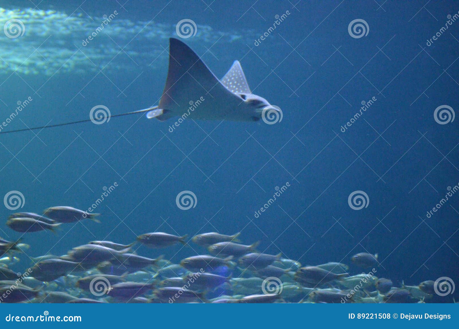 Stingray and Fish Moving Below the Ocean`s Surface Stock Photo - Image ...