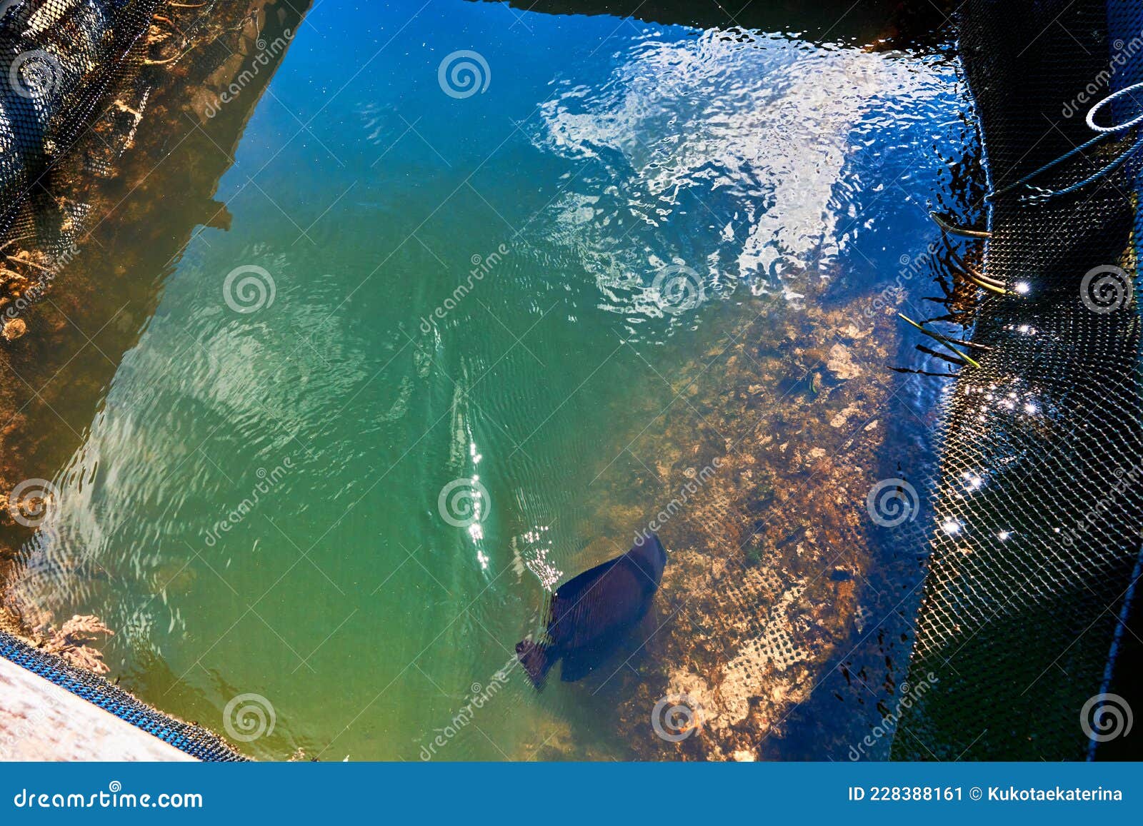 Stingray Fish in Net Box at Fish Farm Stock Image - Image of water ...