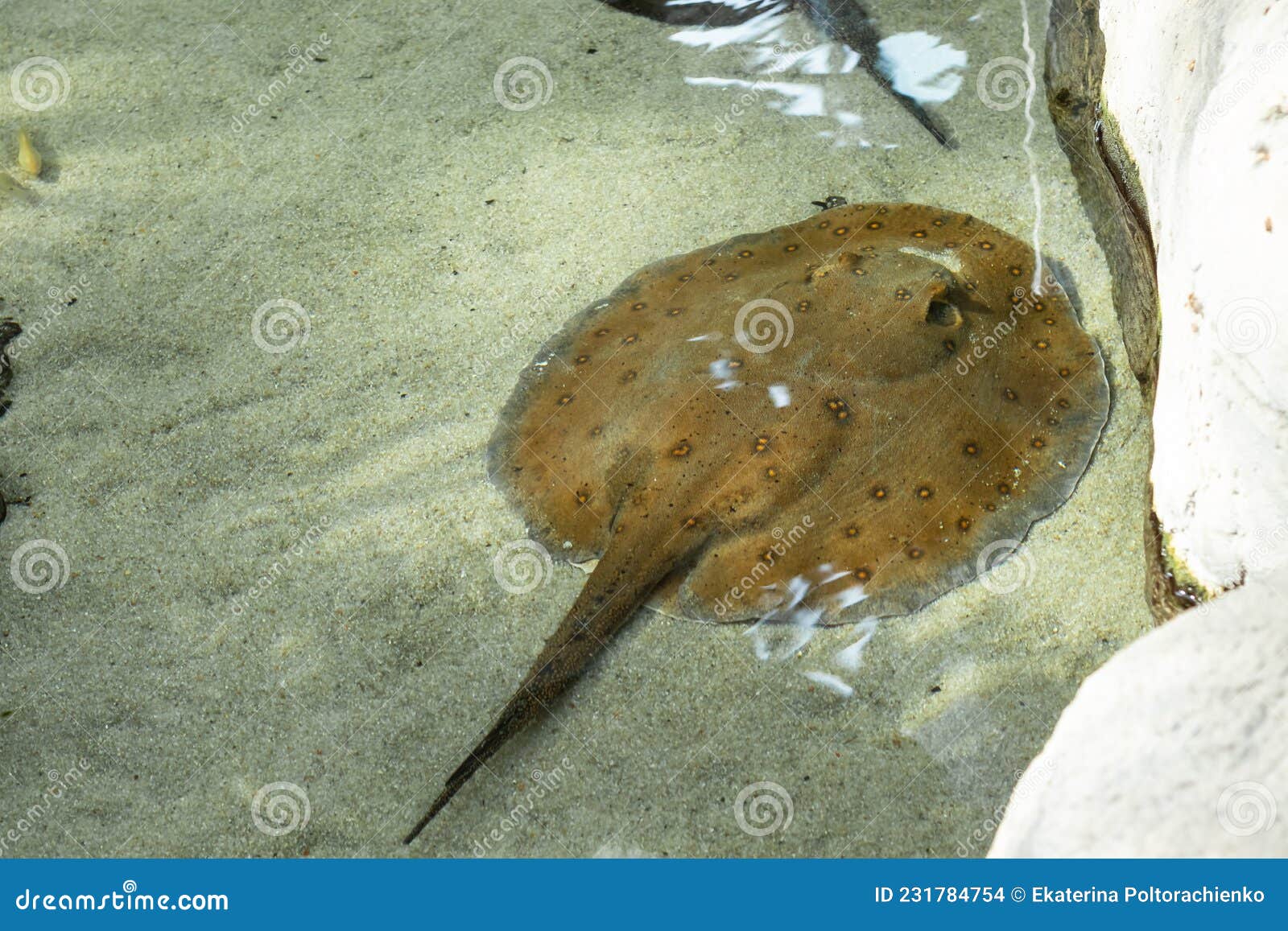 Stingray Fish Round Shape with Spots in the Water Stock Photo - Image ...