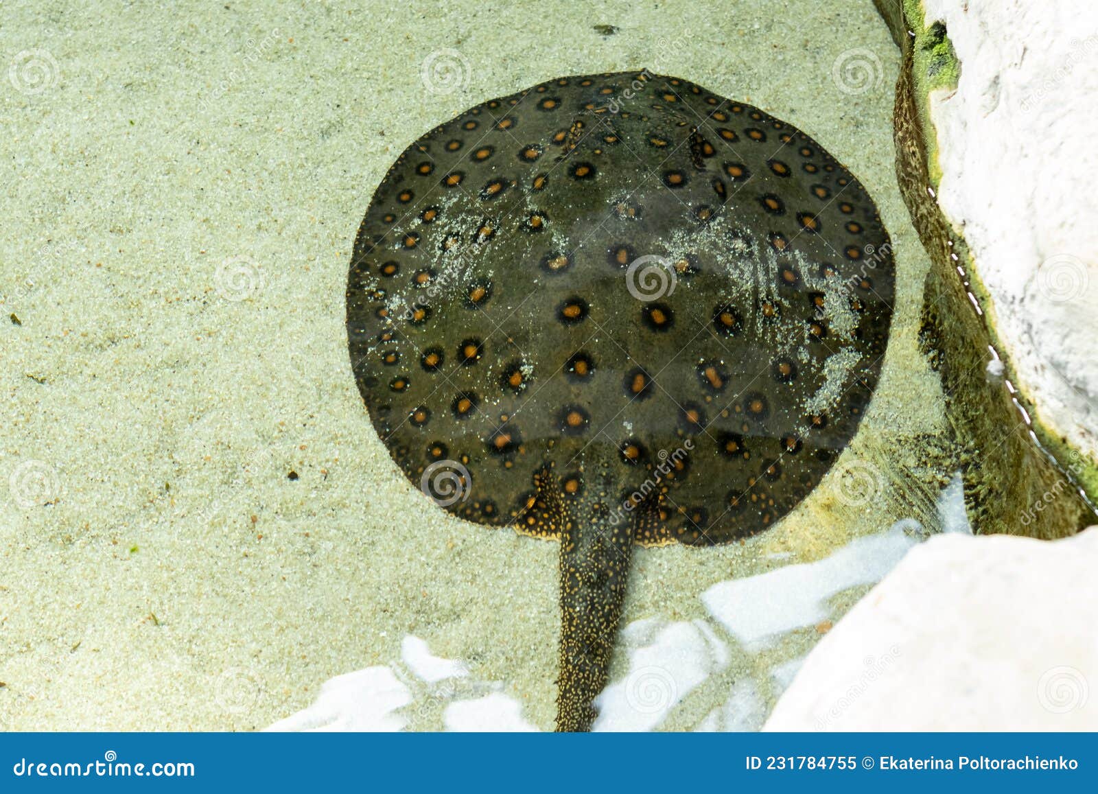 Stingray Fish Round Shape with Spots in the Water Stock Image - Image ...