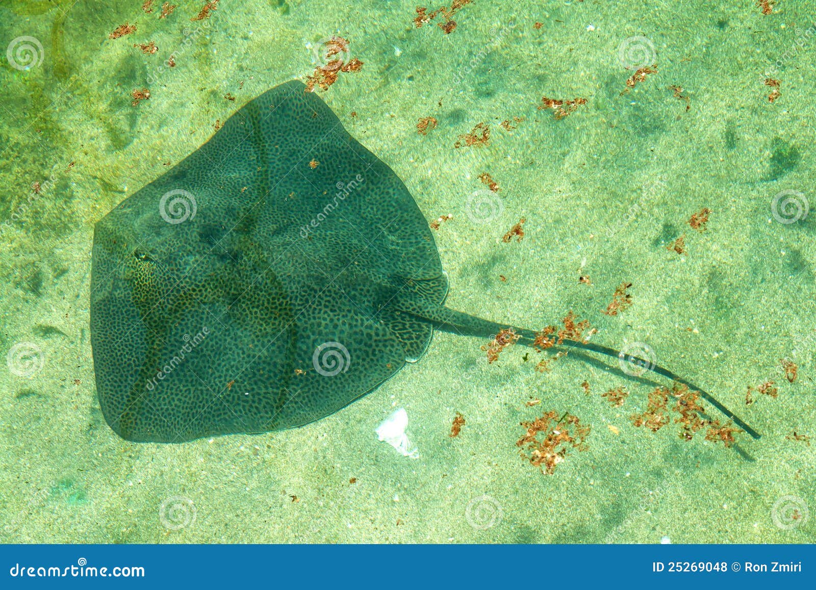 Stingray fish swims stock photo. Image of marine, nature - 25269048