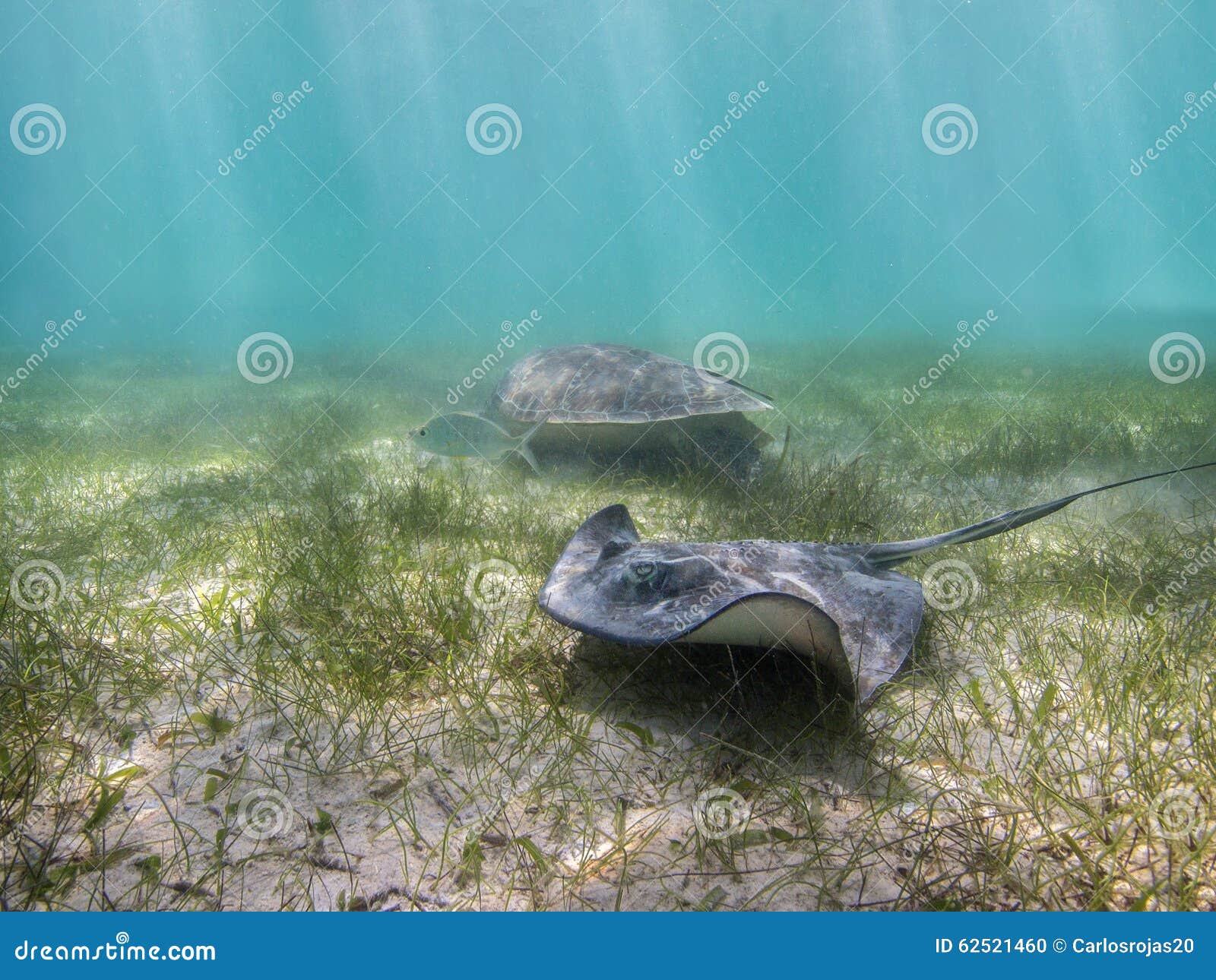 Stingray, fish and turtle stock photo. Image of nature - 62521460