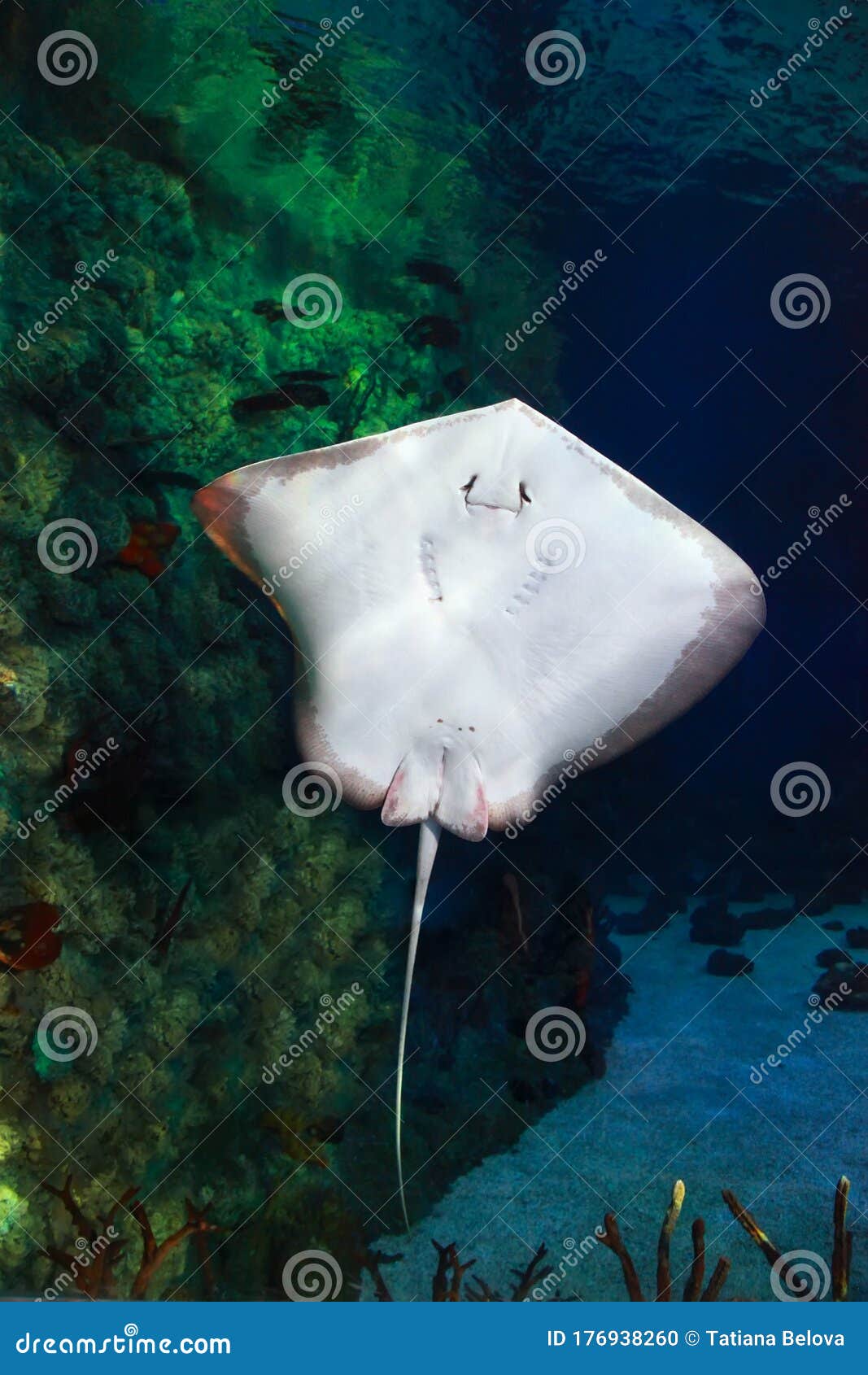 Stingray Fish Underside on Corals Reef in Sea Water Stock Photo - Image ...