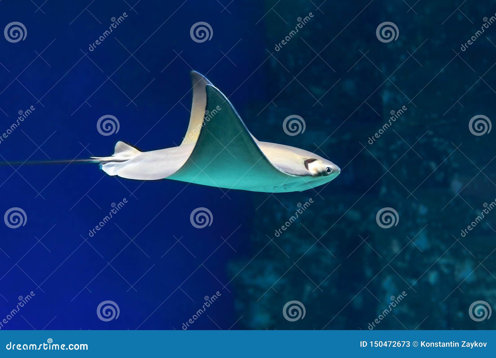 Stingray Floating Underwater in Sunlight, Side View. Stock Image ...