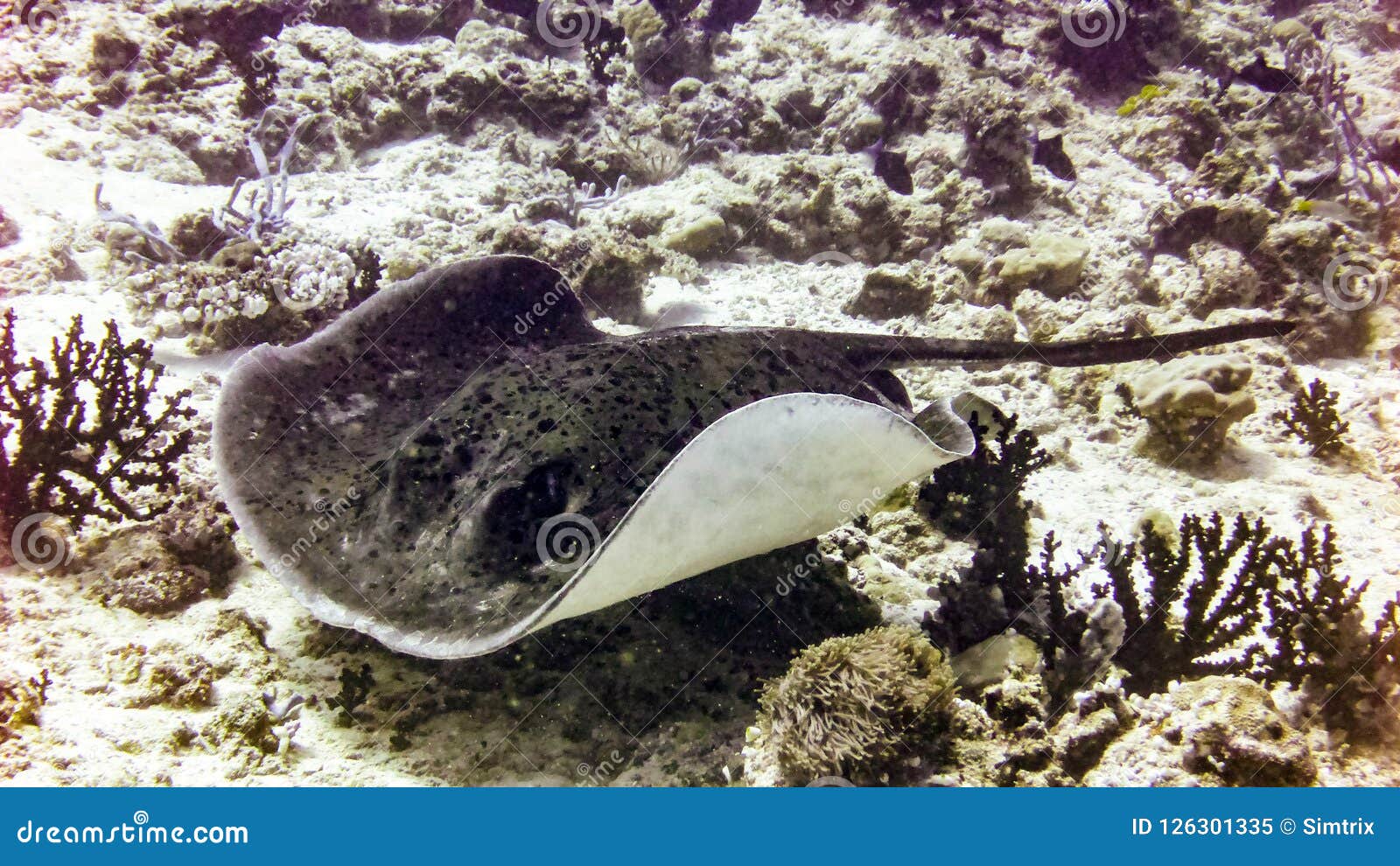 Stingray Gliding Over the Bottom, Maldives. Stock Image - Image of ...