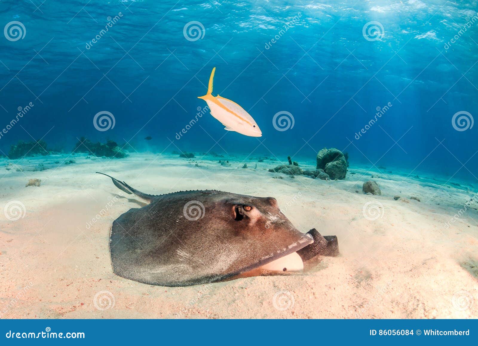 Stingray Investigating Debris on the Sea Floor Stock Photo - Image of ...