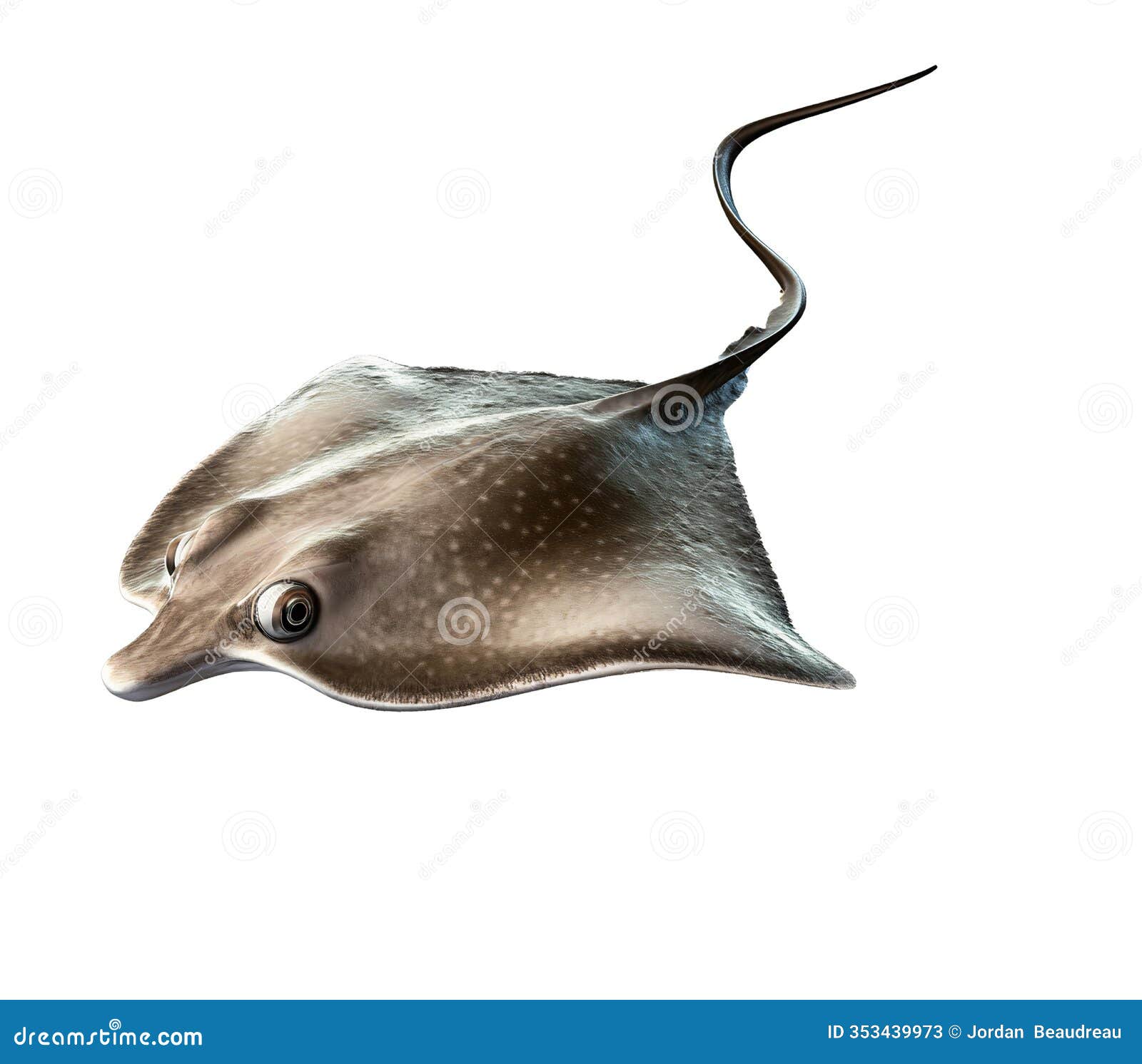 Sea Stingray Detailed Monochrome Label Vector Illustration ...