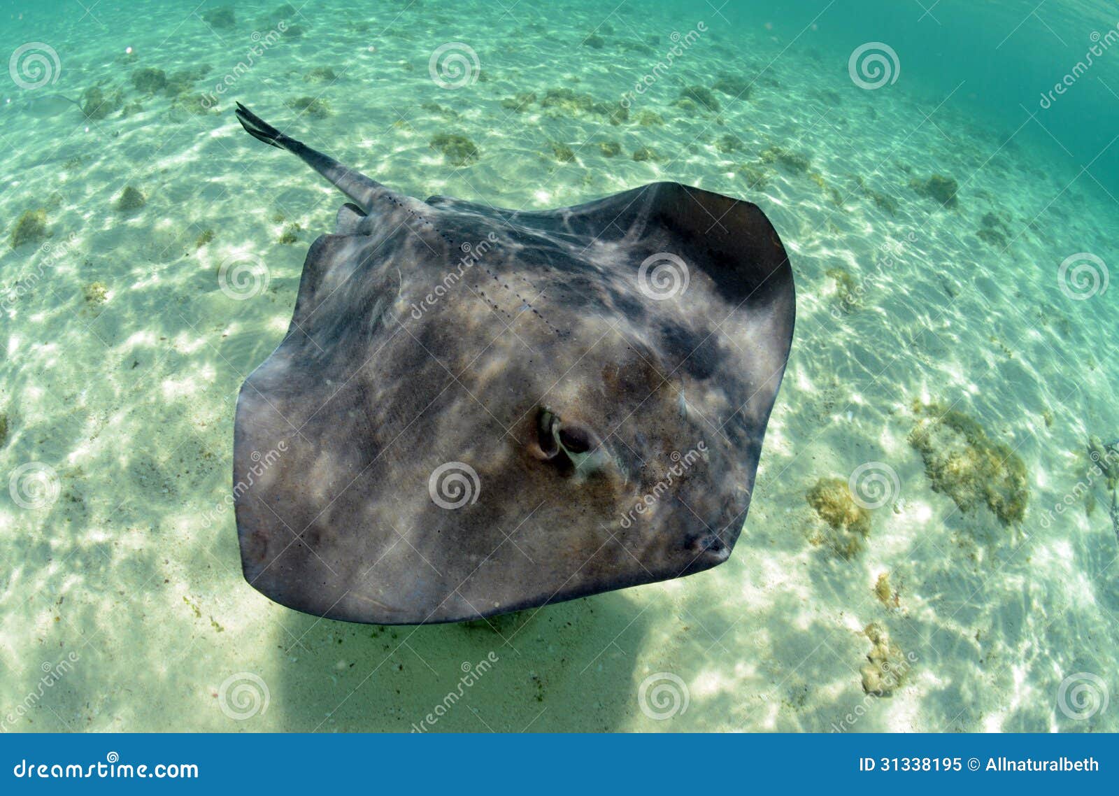 Stingray in Its Natural Habitat Stock Image - Image of animals ...