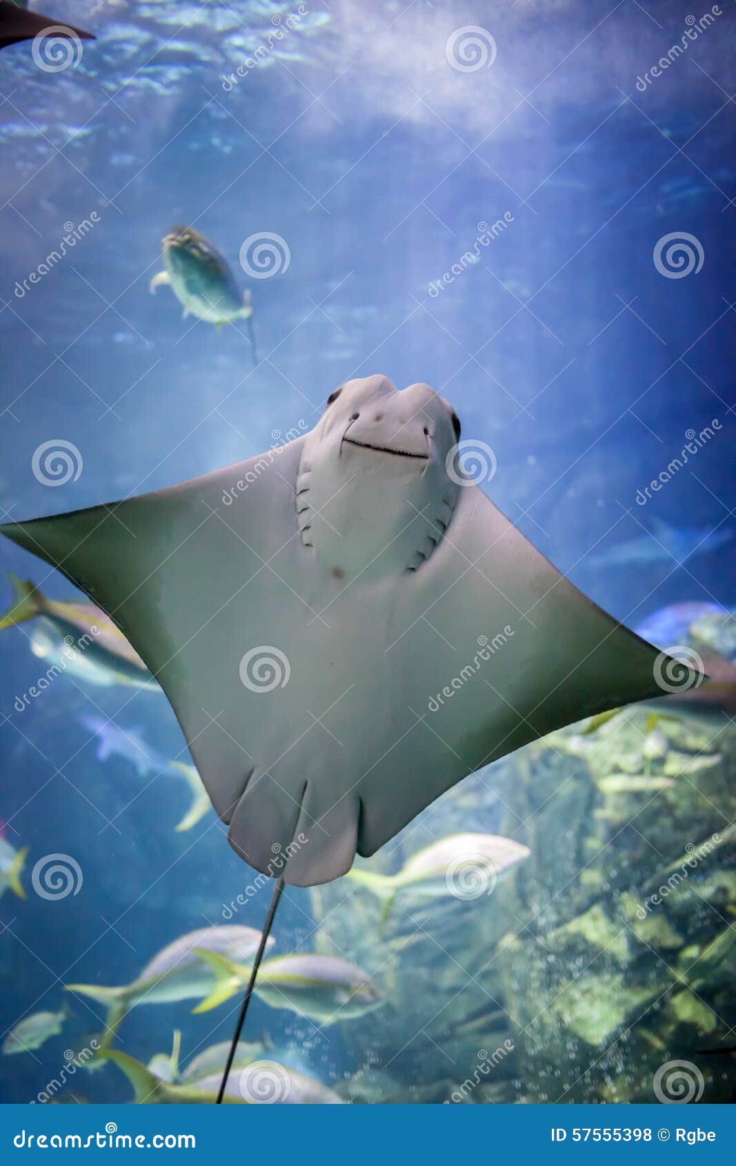 Stingray stock photo. Image of smile, fish, underwater - 57555398
