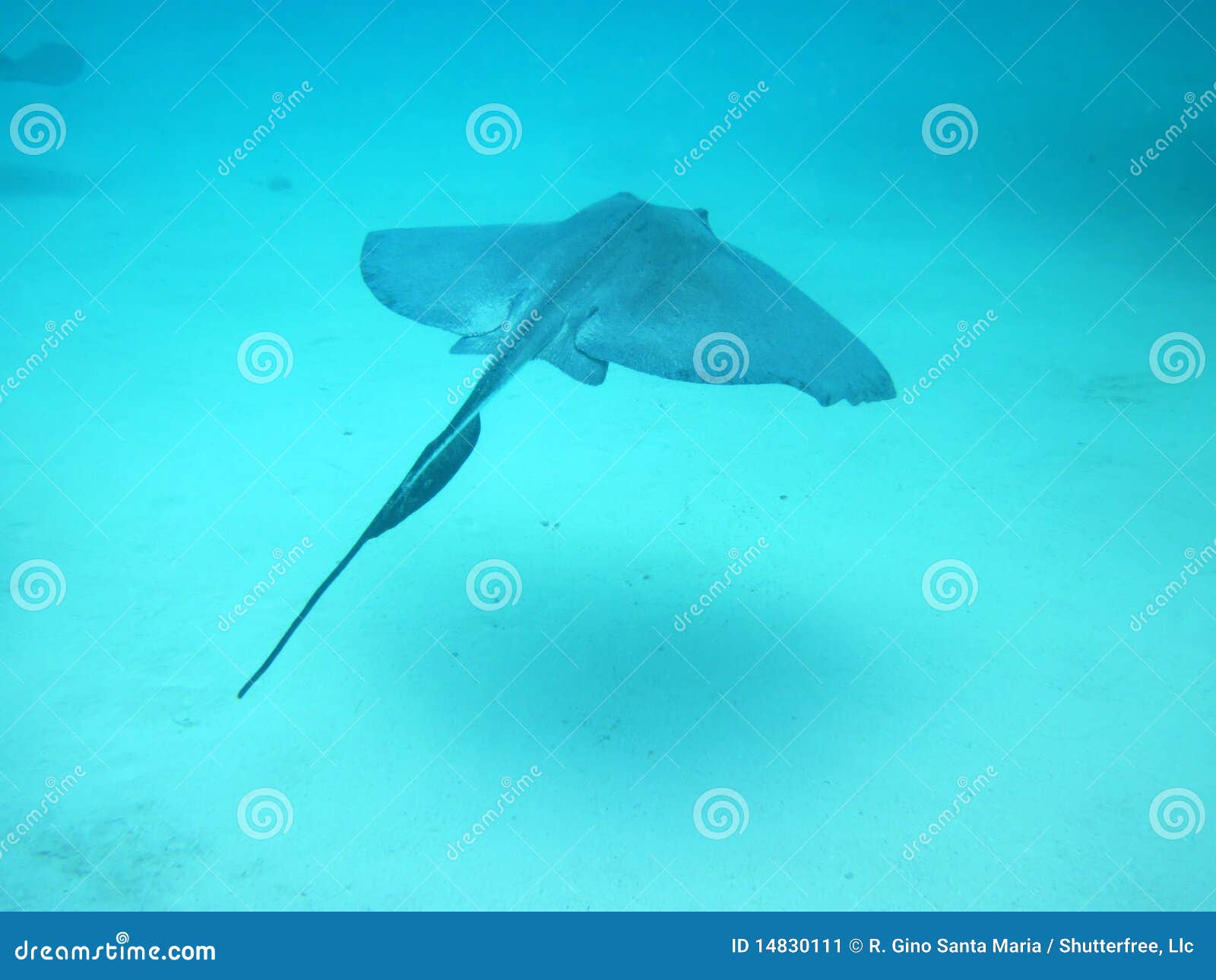 Stingray in the Ocean stock image. Image of swimming - 14830111