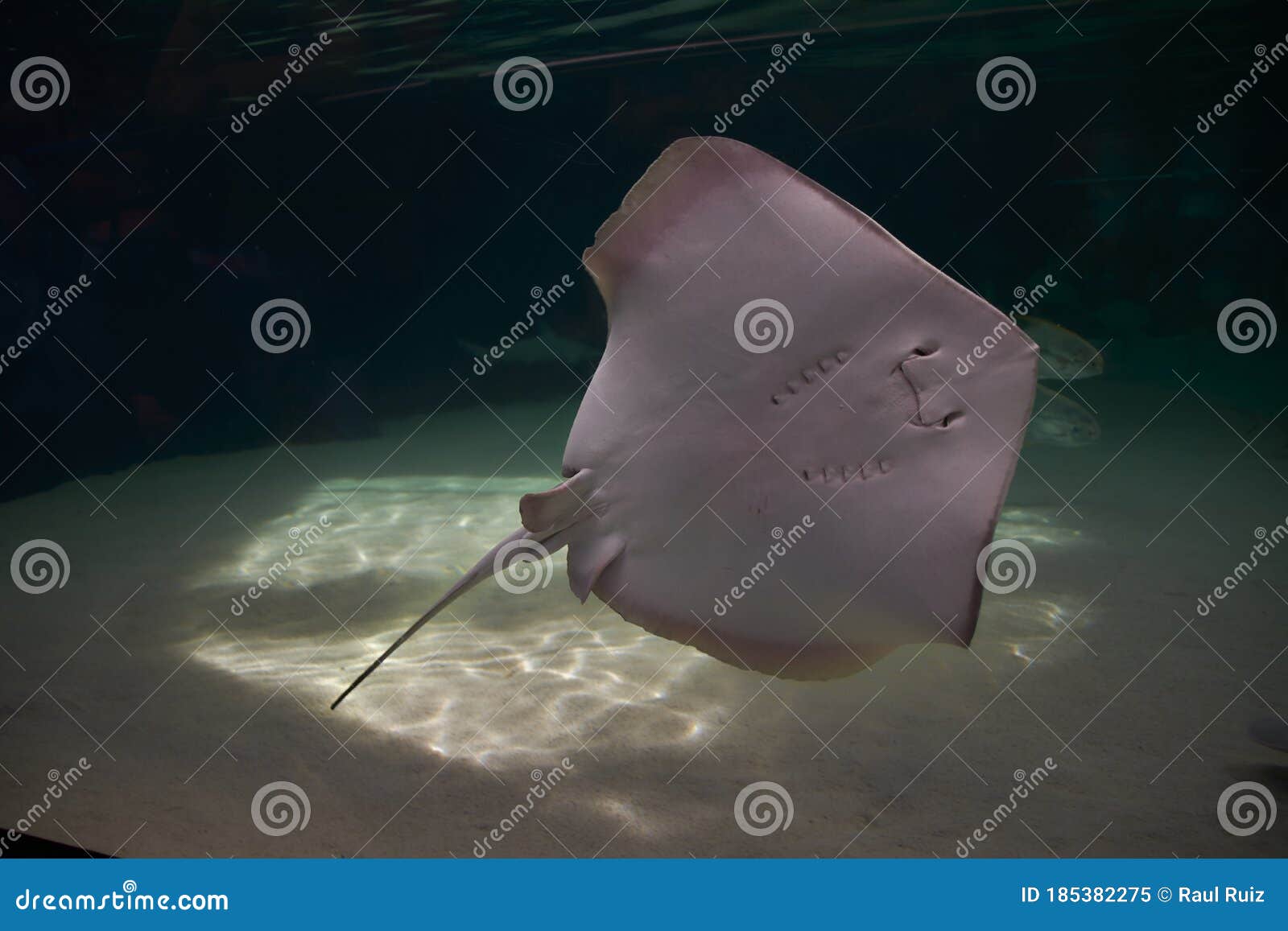 Stingray, in the Ocean`, Nature Stock Image - Image of diving, smile ...