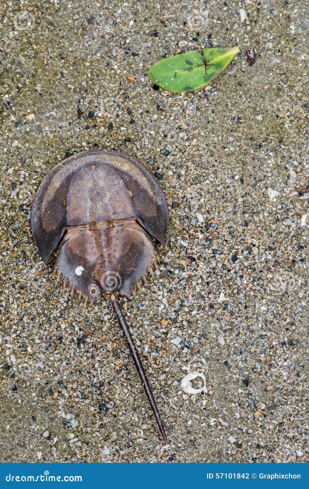 Stingray stock photo. Image of thailand, natural, fish - 57101842