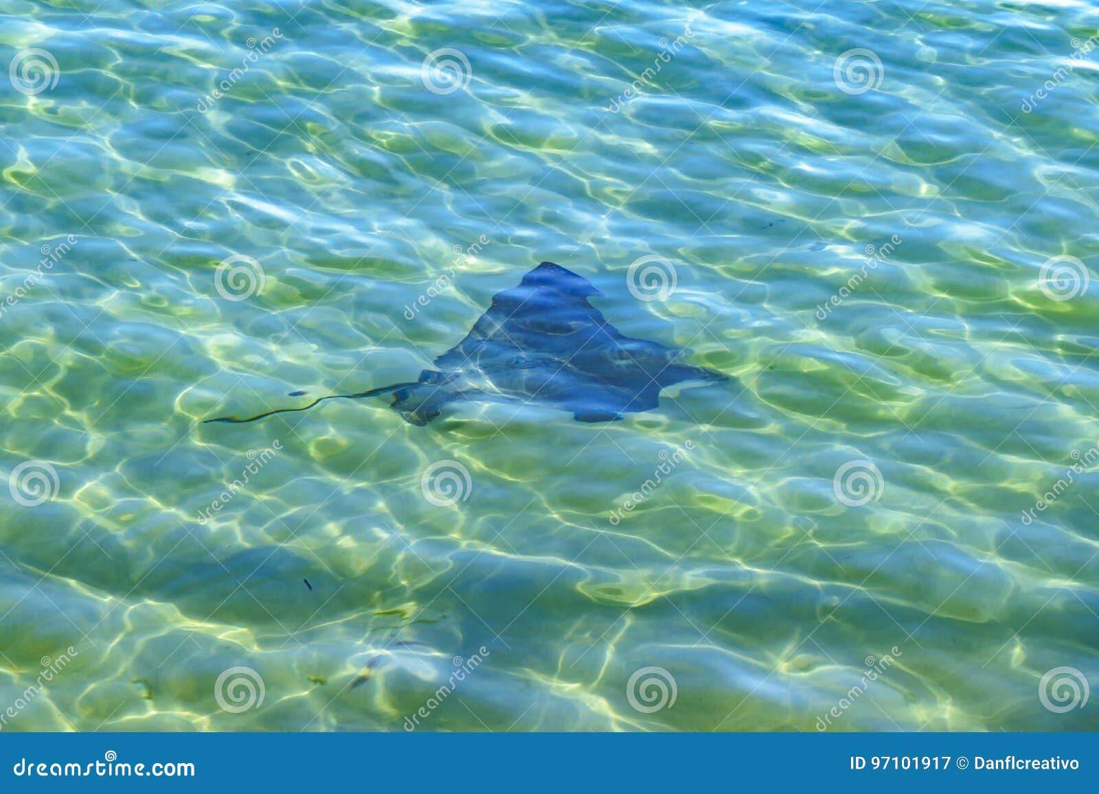 Stingray at Pacific Ocean stock image. Image of nature - 97101917