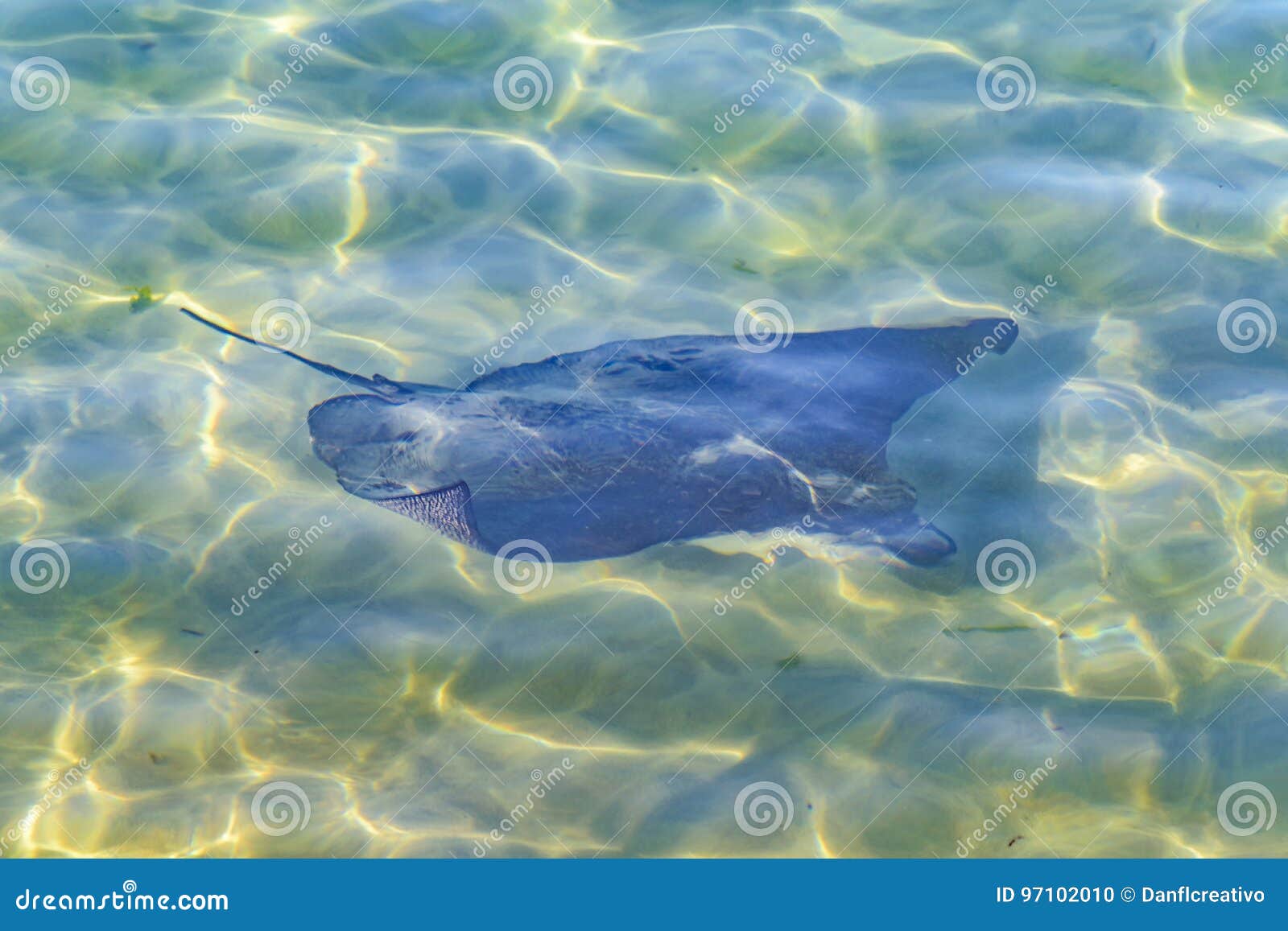 Stingray at Pacific Ocean stock photo. Image of sting - 97102010