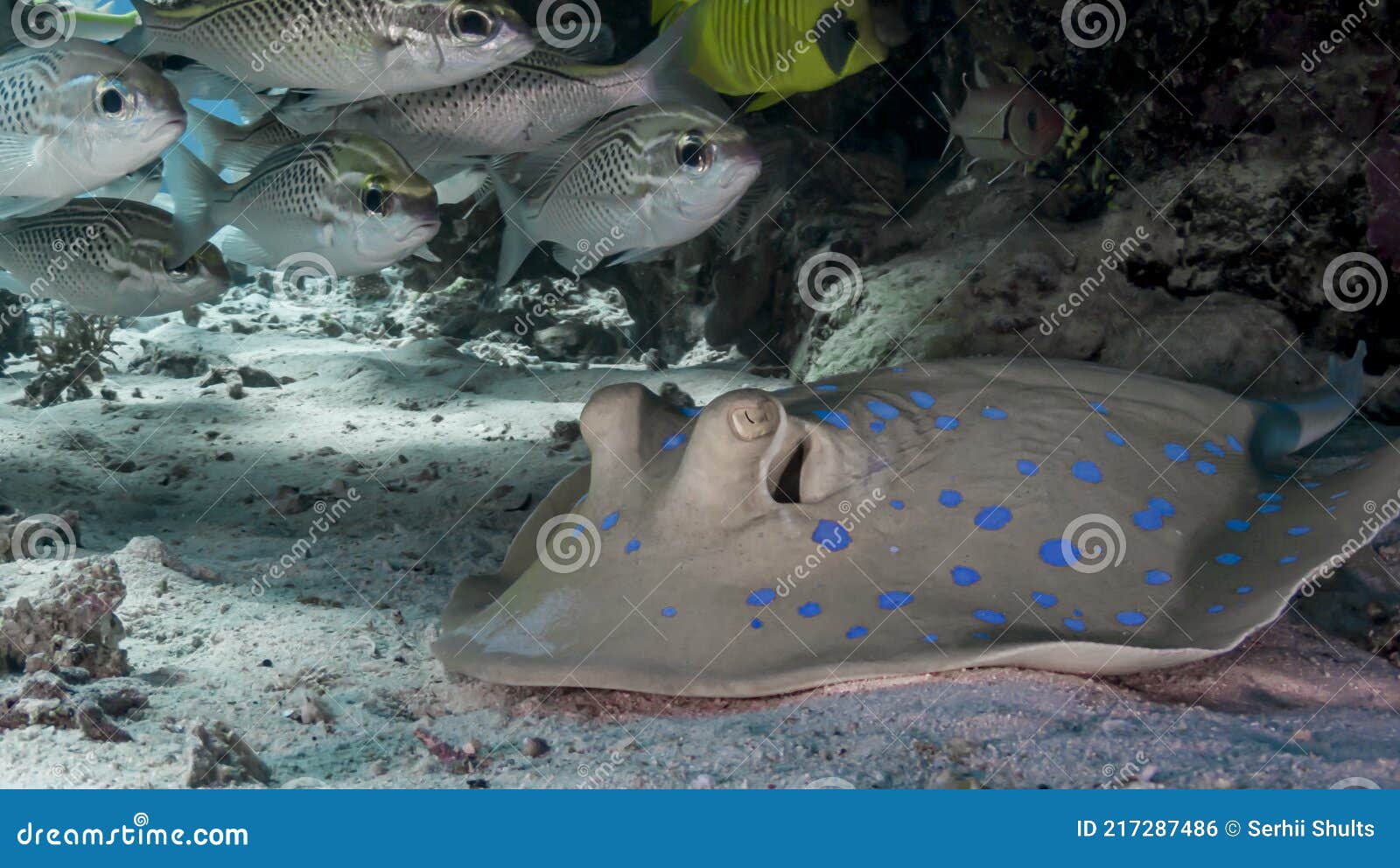 Stingray on the reefs stock photo. Image of reefs, team - 217287486