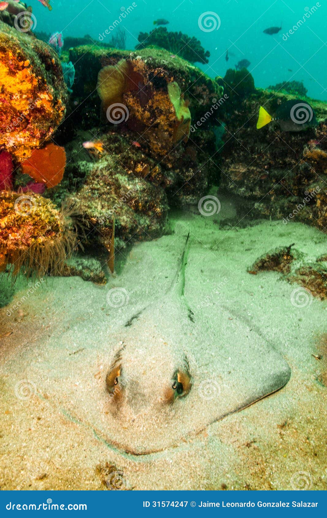 Stingray stock image. Image of diving, buried, fish, mexico - 31574247