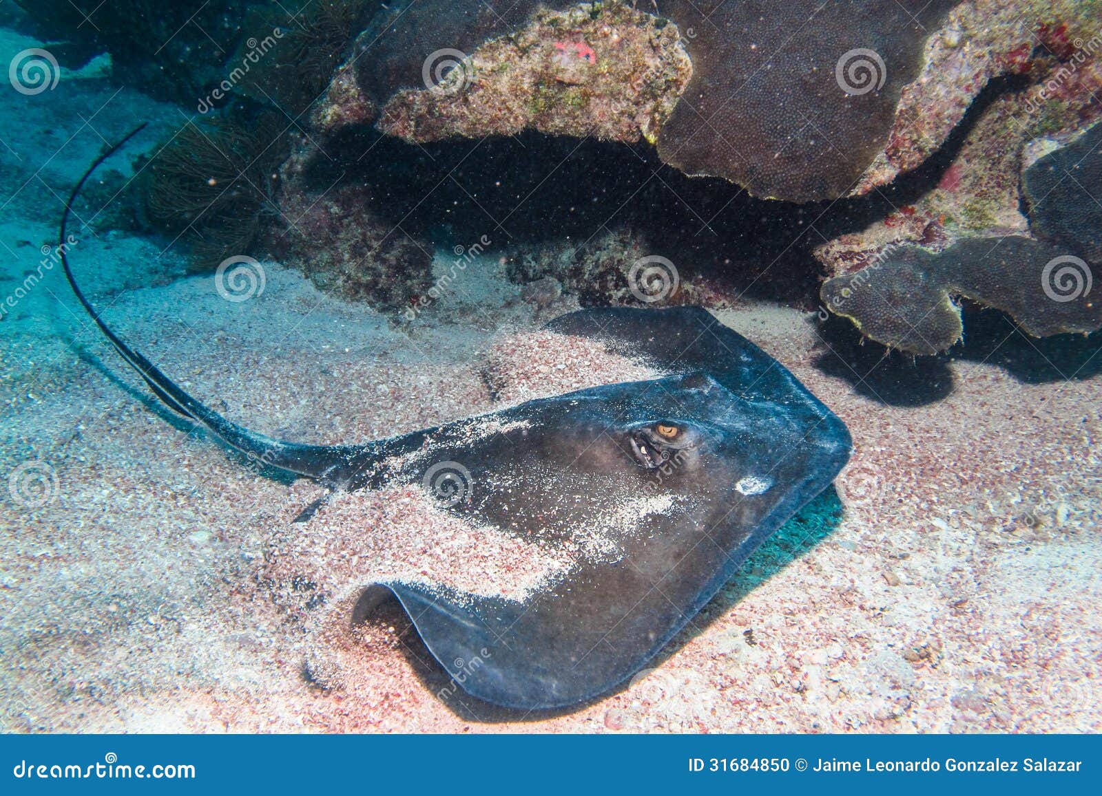 Stingray stock photo. Image of ocean, baja, park, buried - 31684850