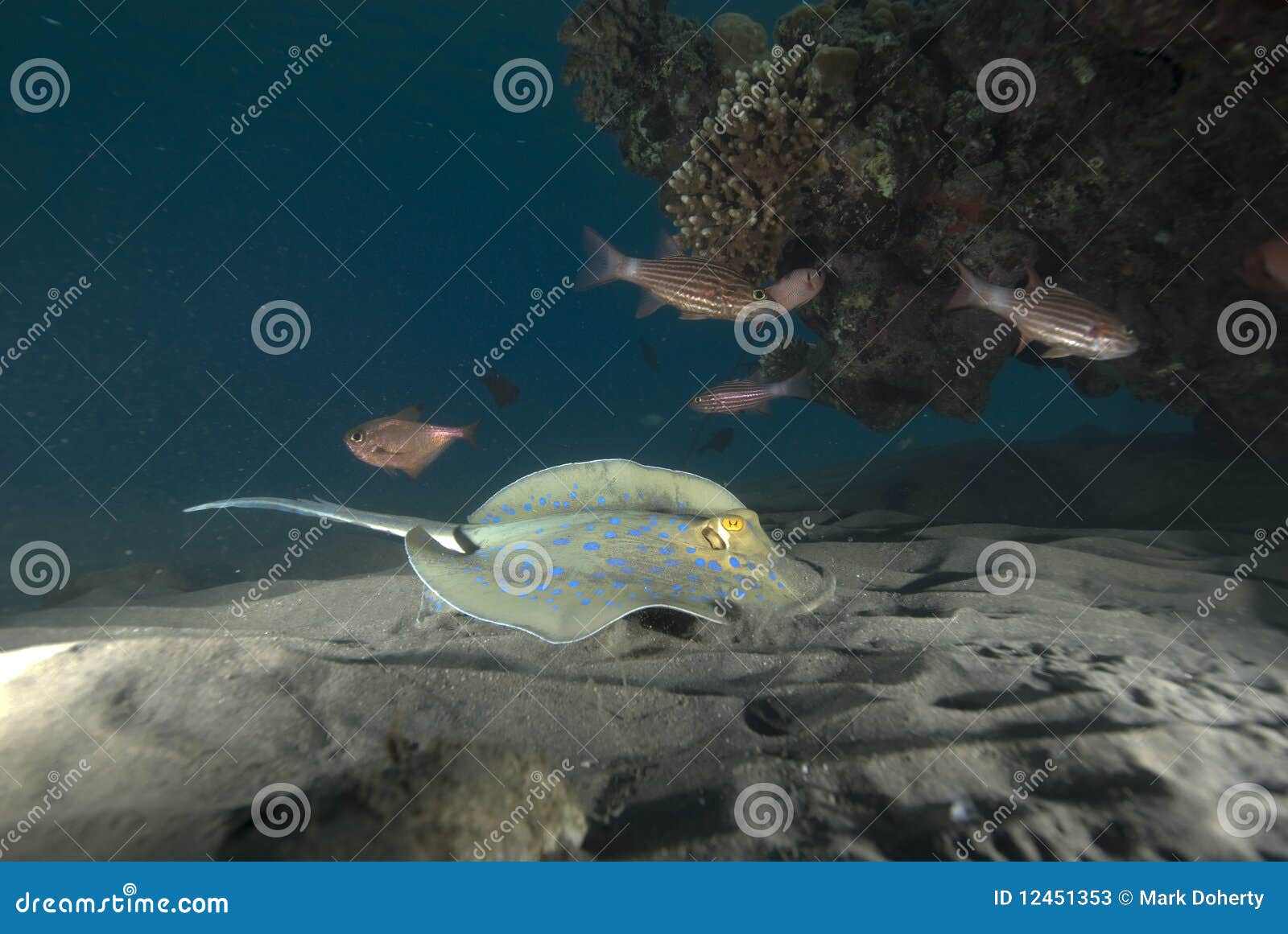 Stingray on the sand stock image. Image of wild, stingray - 12451353