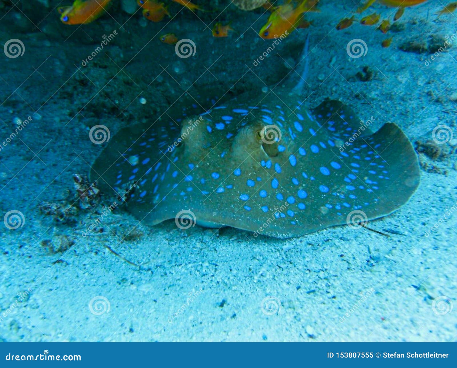A Stingray in the Sand on the Ground Stock Image - Image of ...