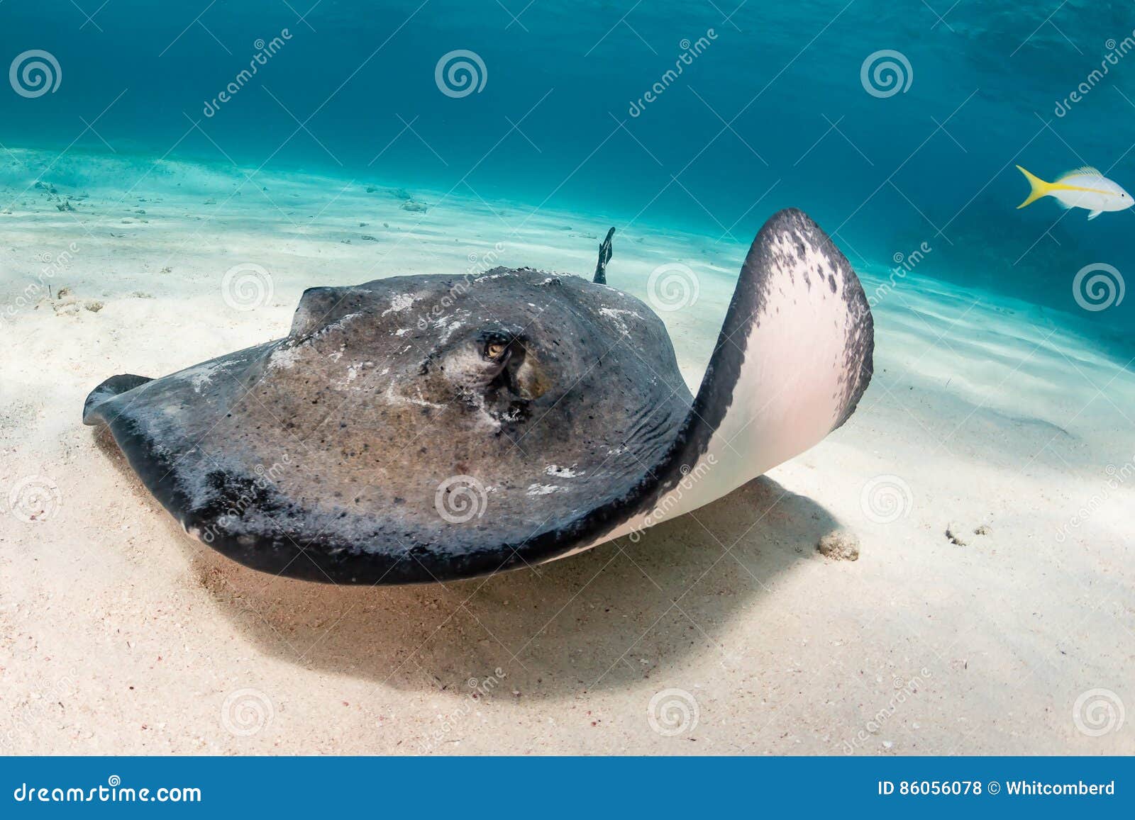 Stingray on sand stock photo. Image of nature, marine - 86056078