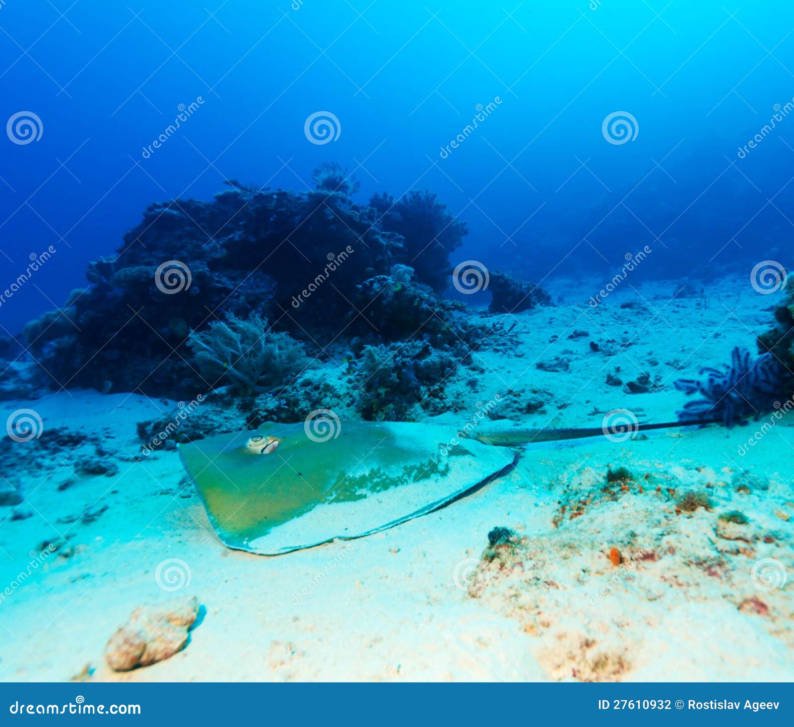 Stingray on Sandy Bottom of Coral Reef Stock Photo - Image of reef ...