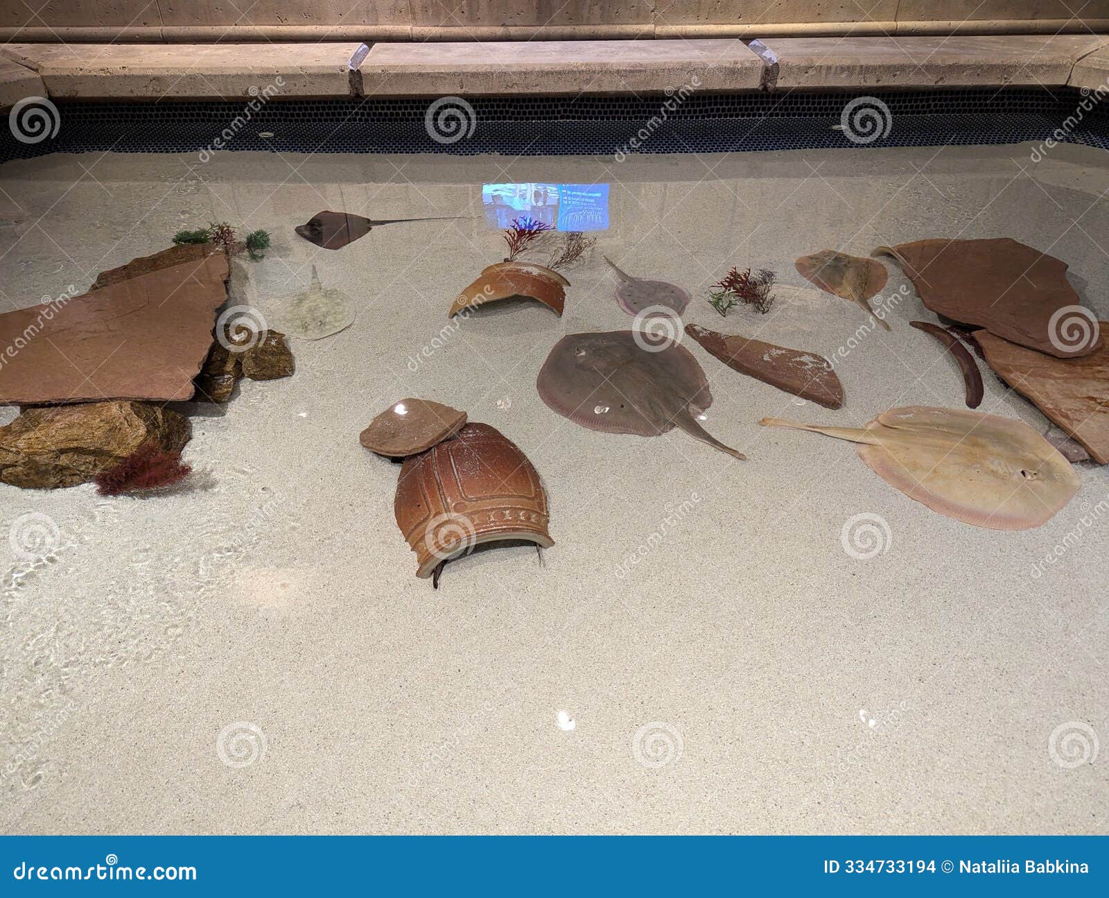 Stingray on a Sandy Bottom. Trygonoptera Testacea Stock Photo - Image ...